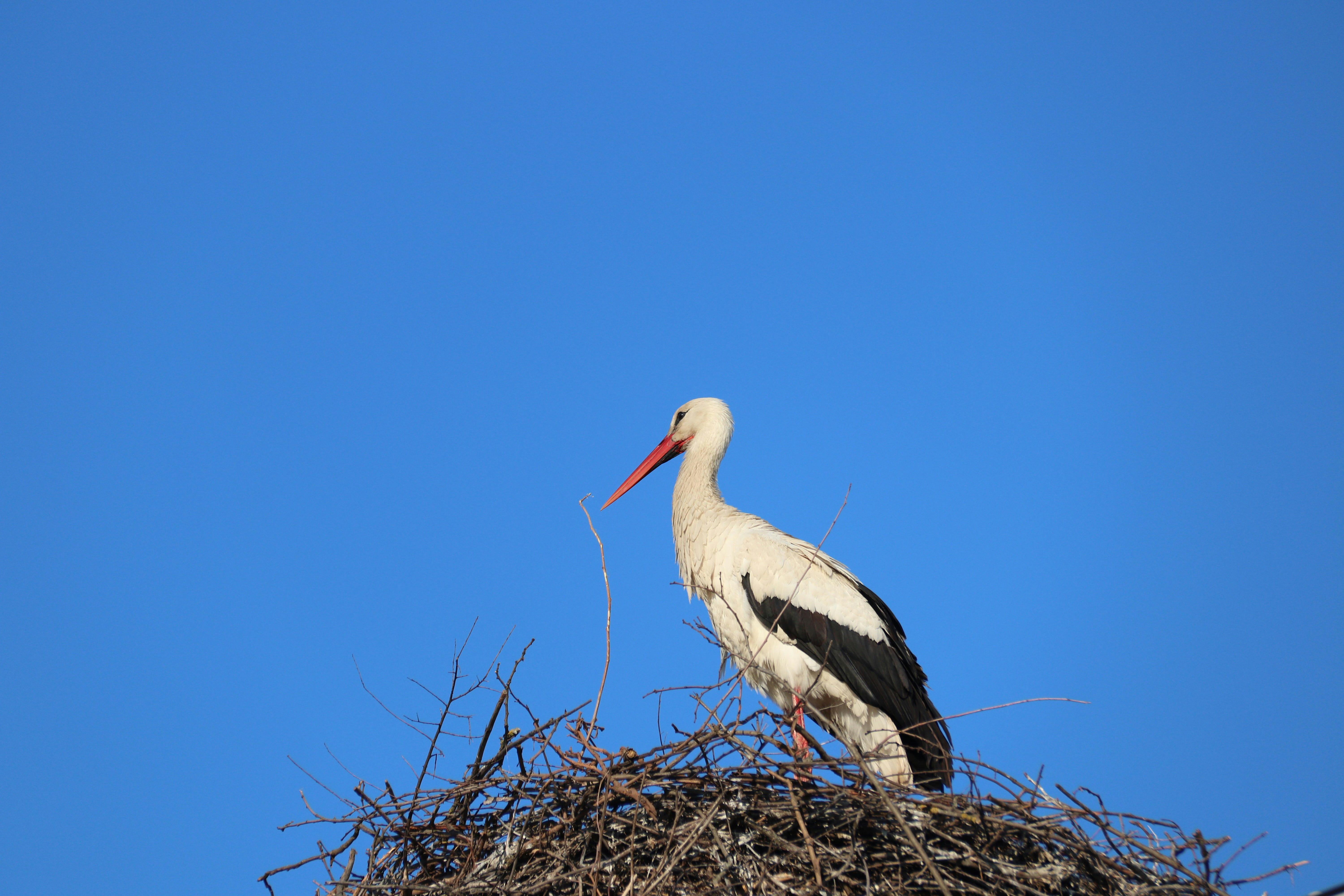 Soaring Sentinel: White Stork on a Nest Against a Clear Sky