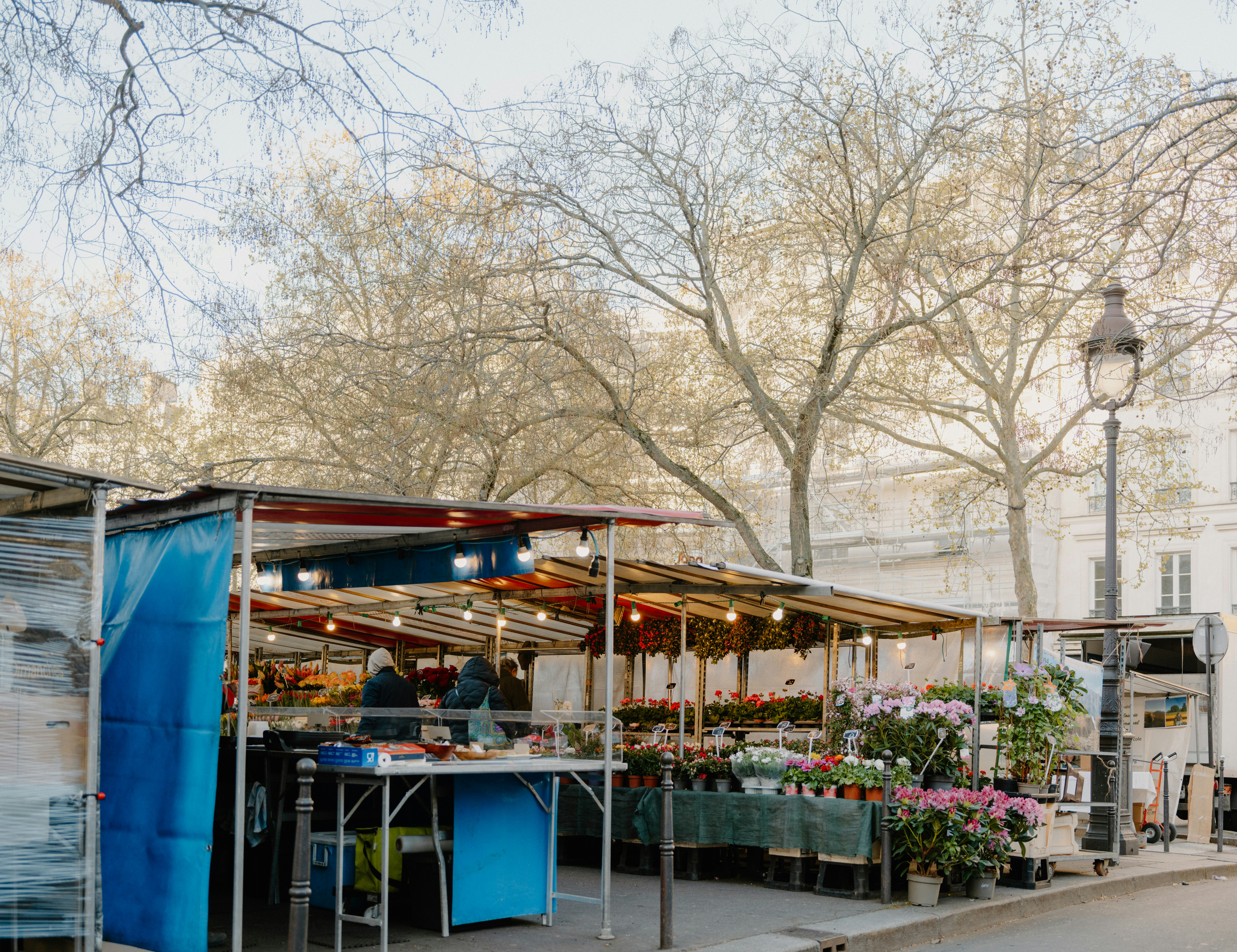 Market Terrace at Dusk: Floral Stalls Under a Canopy of Bare Trees