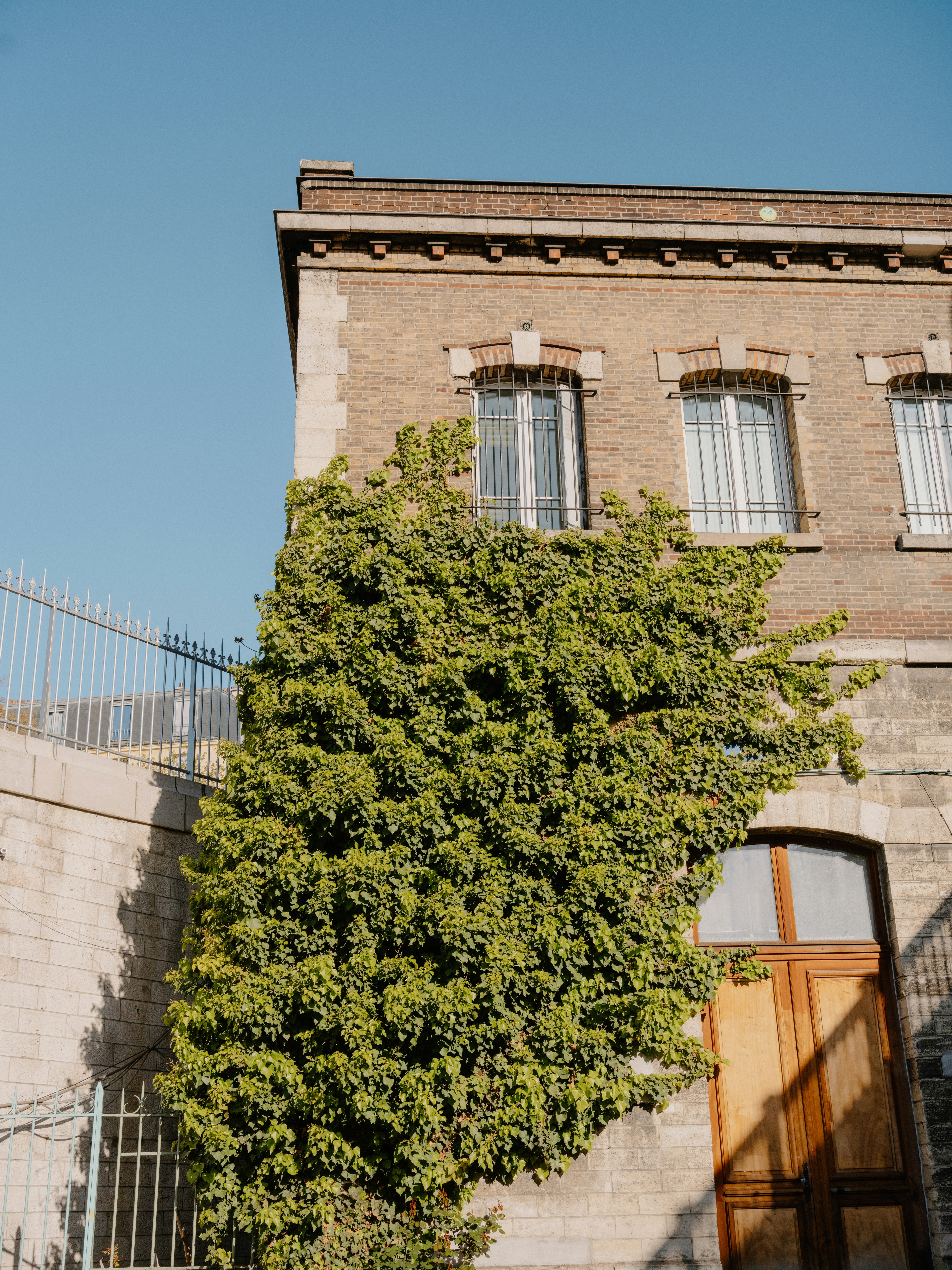 Ivy Veil on a Brick Facade