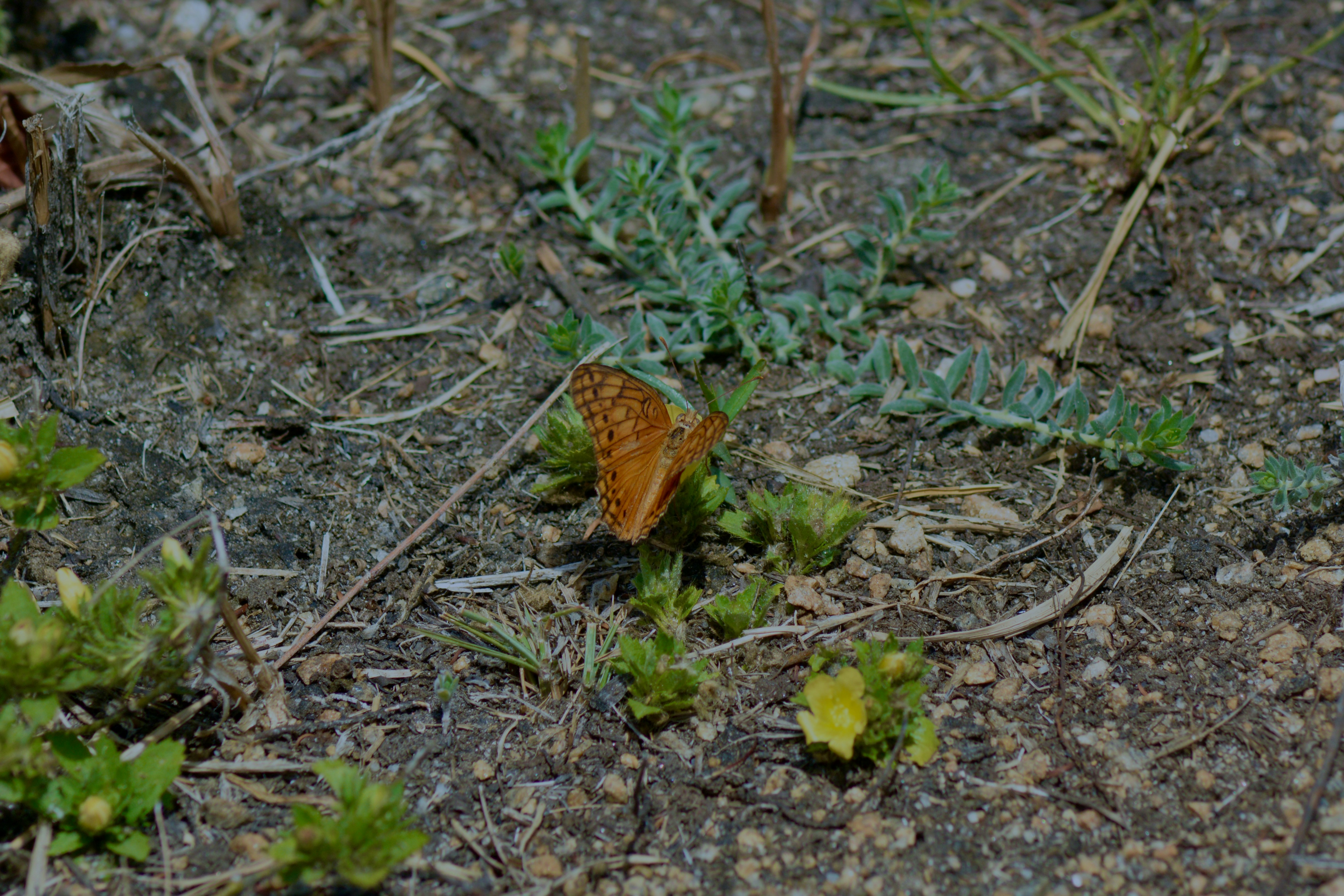 Brown Butterfly Resting Among Sparse Ground Vegetation