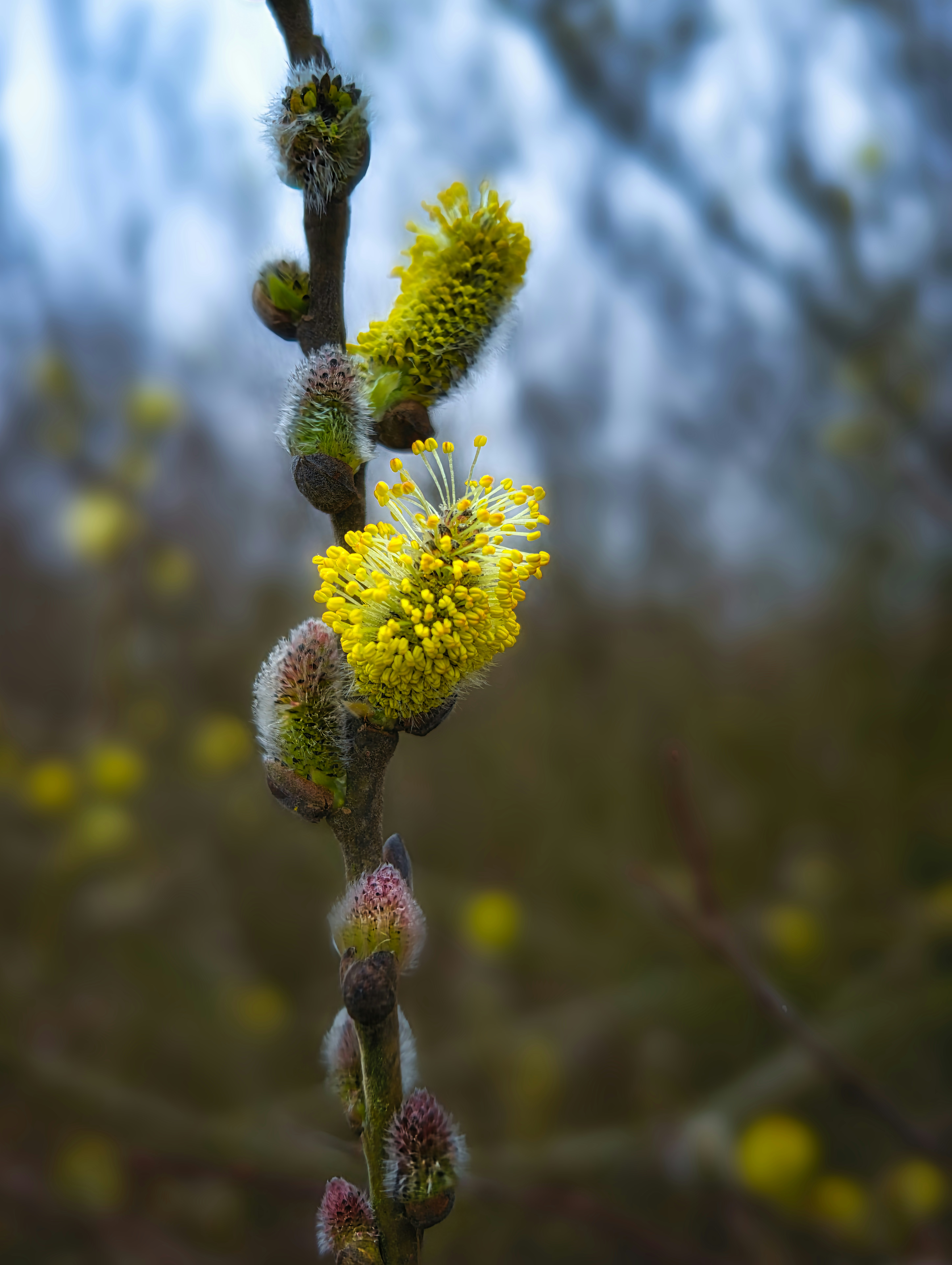 Yellow catkins climbing a blurred blue-sky backdrop