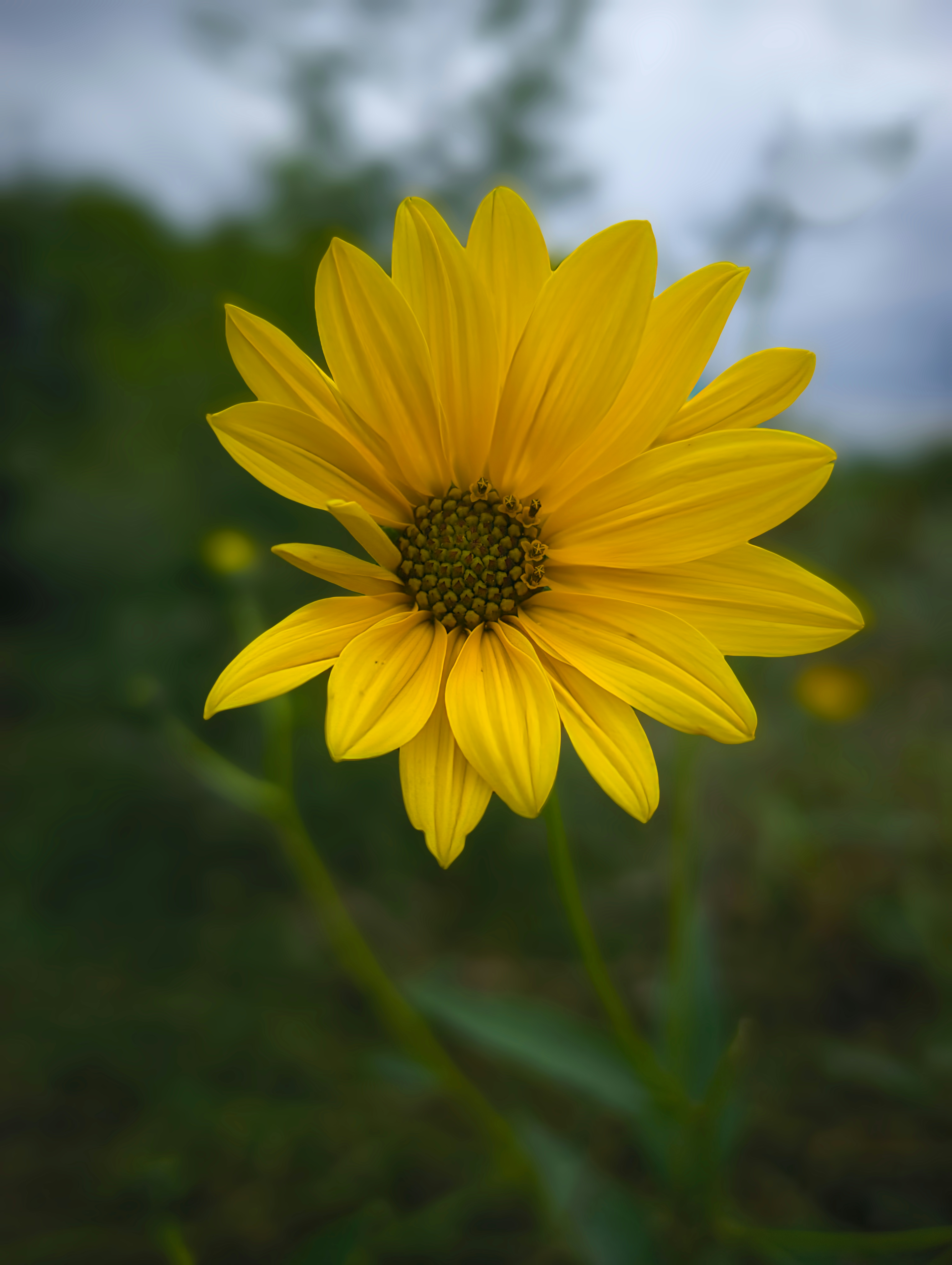 Golden Bloom in Focus: A Sunlit Daisy Up Close