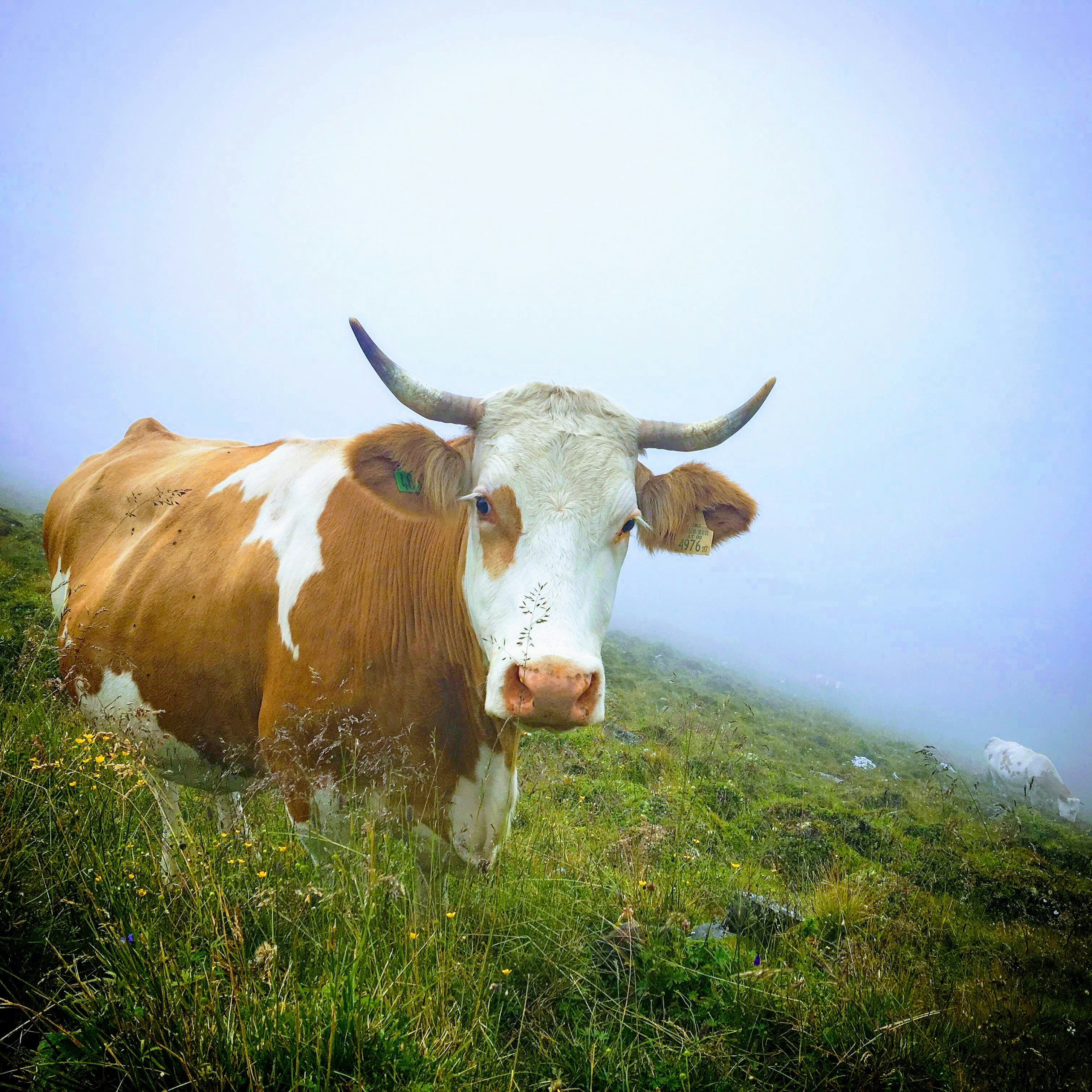 Mist-Cloaked Highland Cow Stare
