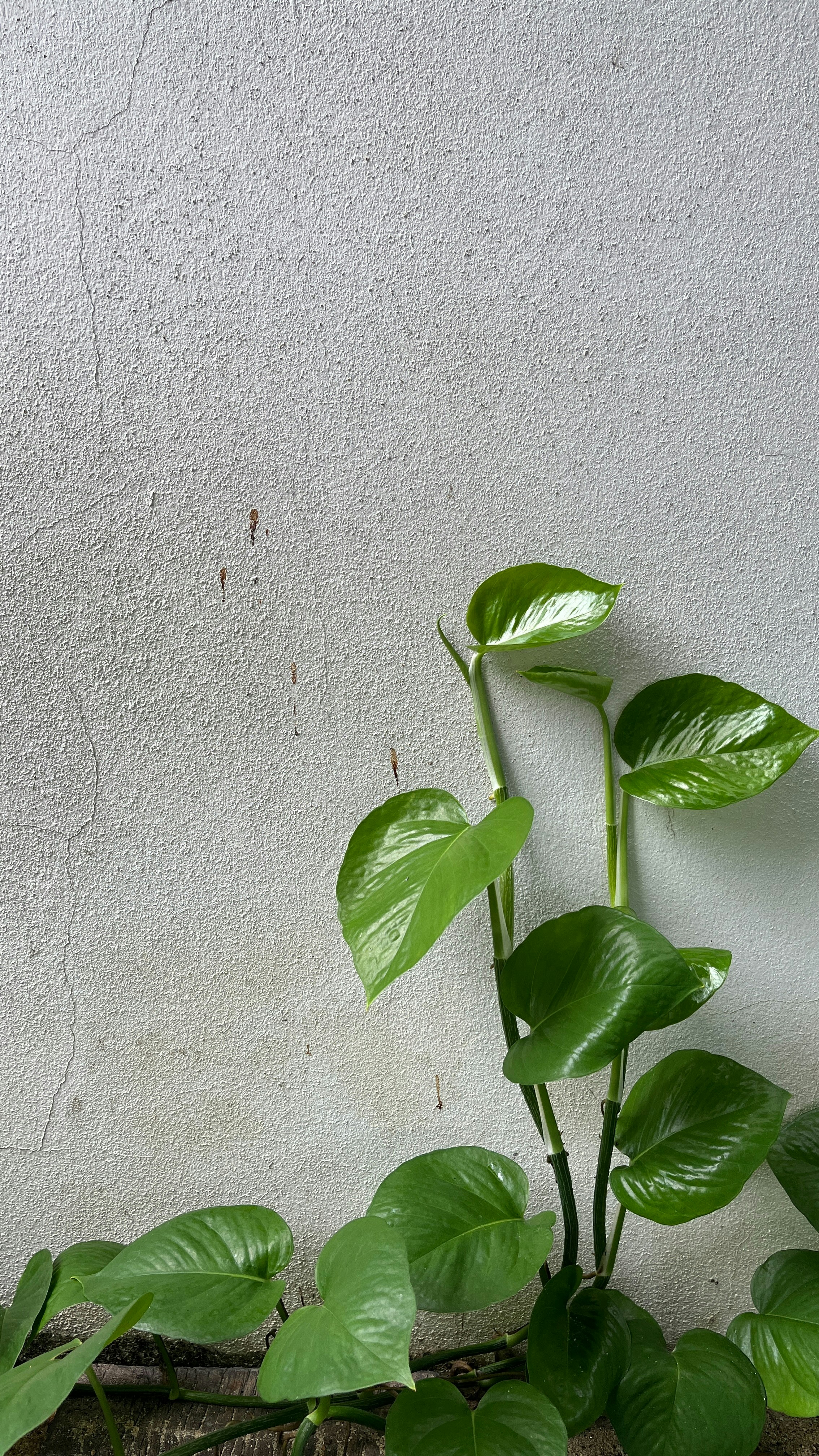 Green Staircase: Climbing Leaves against a Weathered Wall