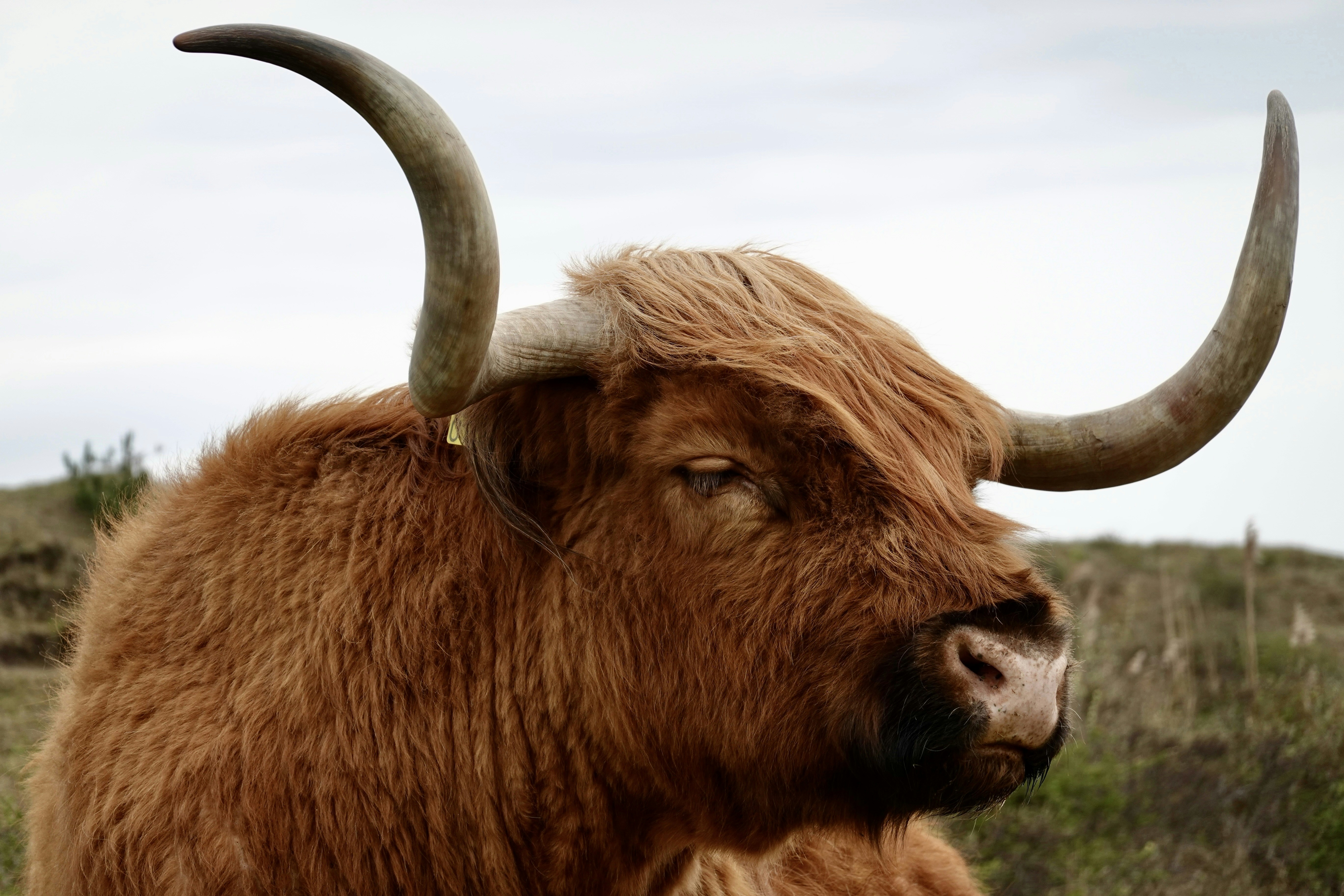 Majestic Highlander: Horns Arcing Against Open Plains