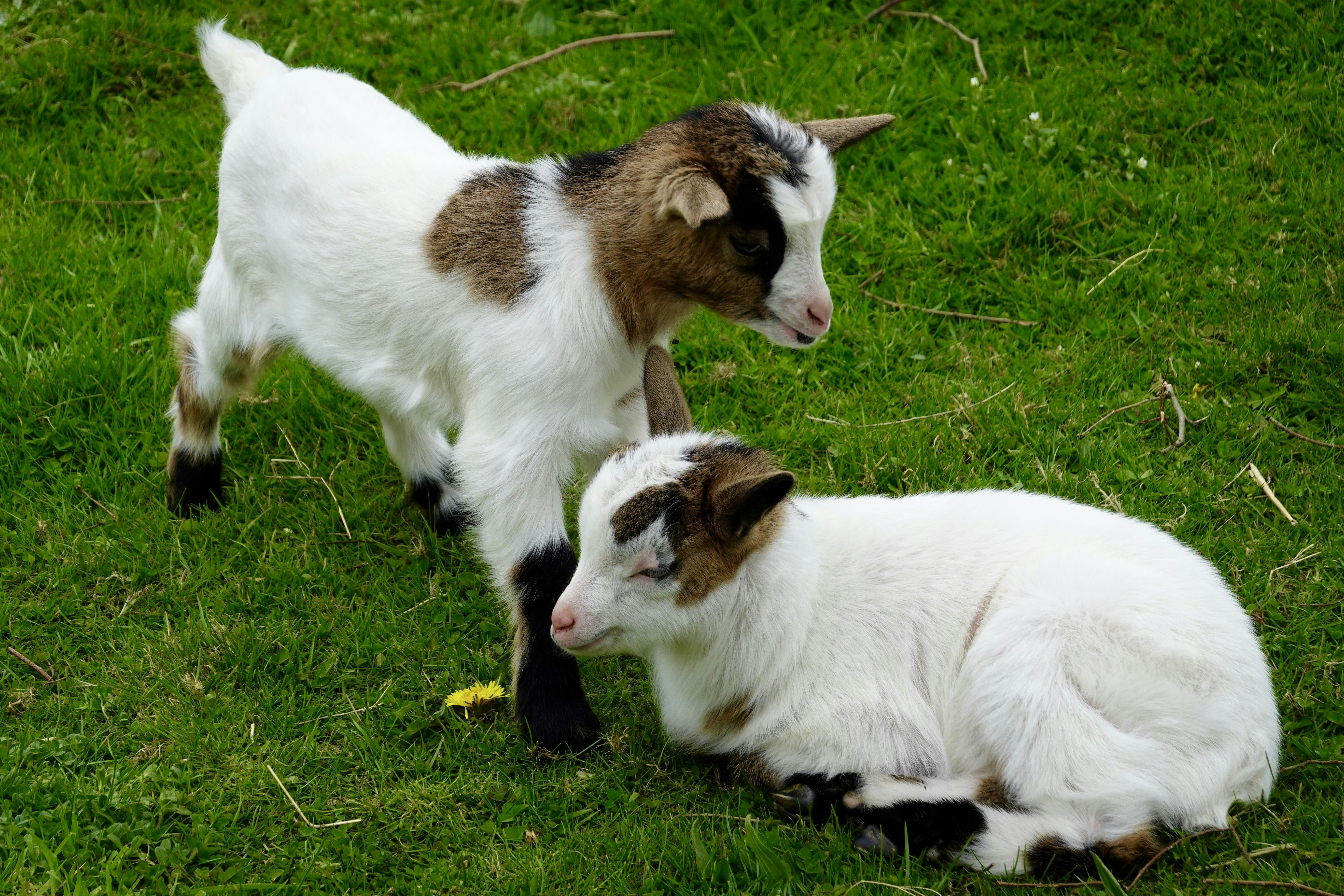 Playful Gazes on Green Pasture