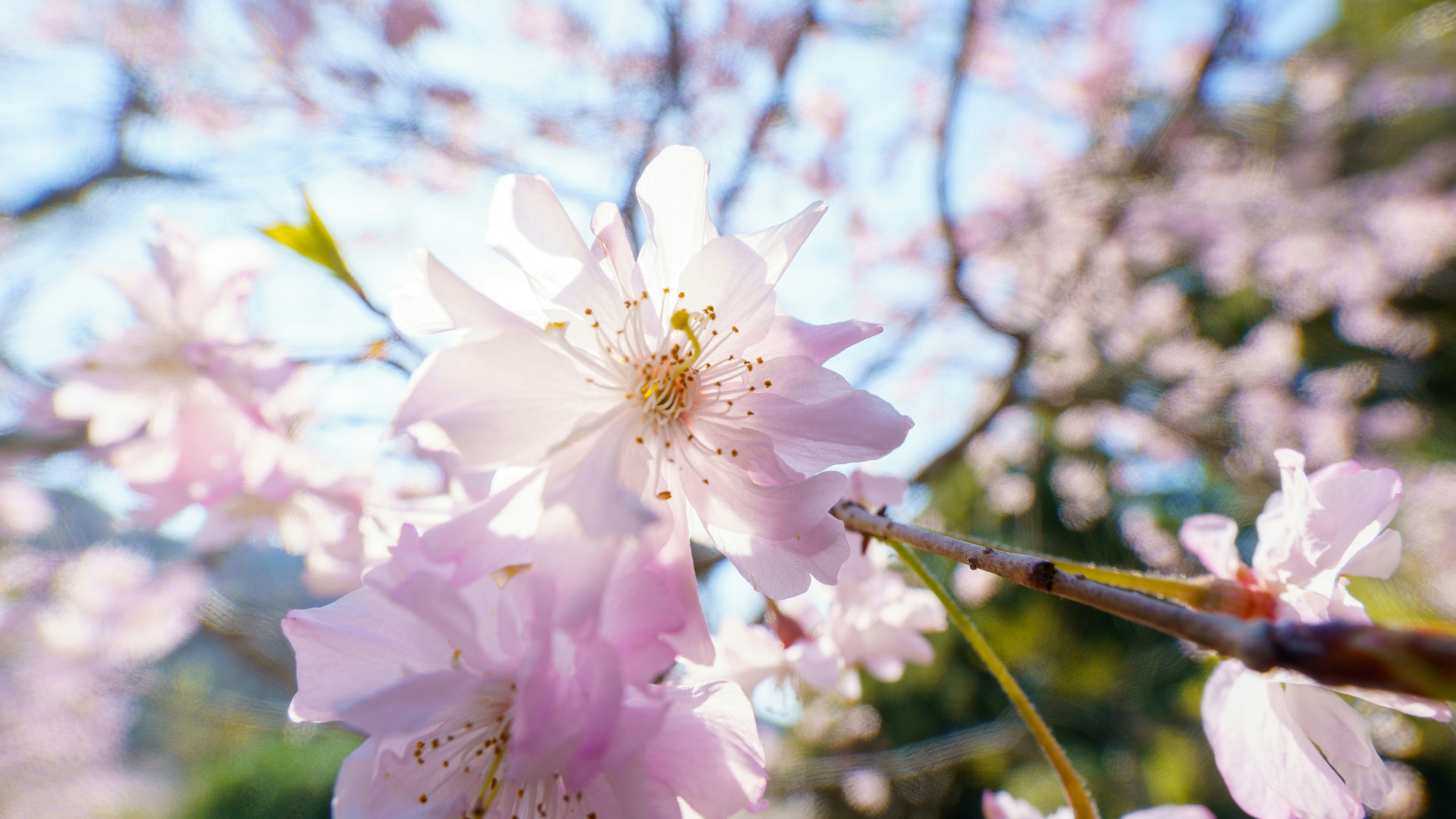 Soft Petal Focus: A Sunlit Cherry Blossom Moment