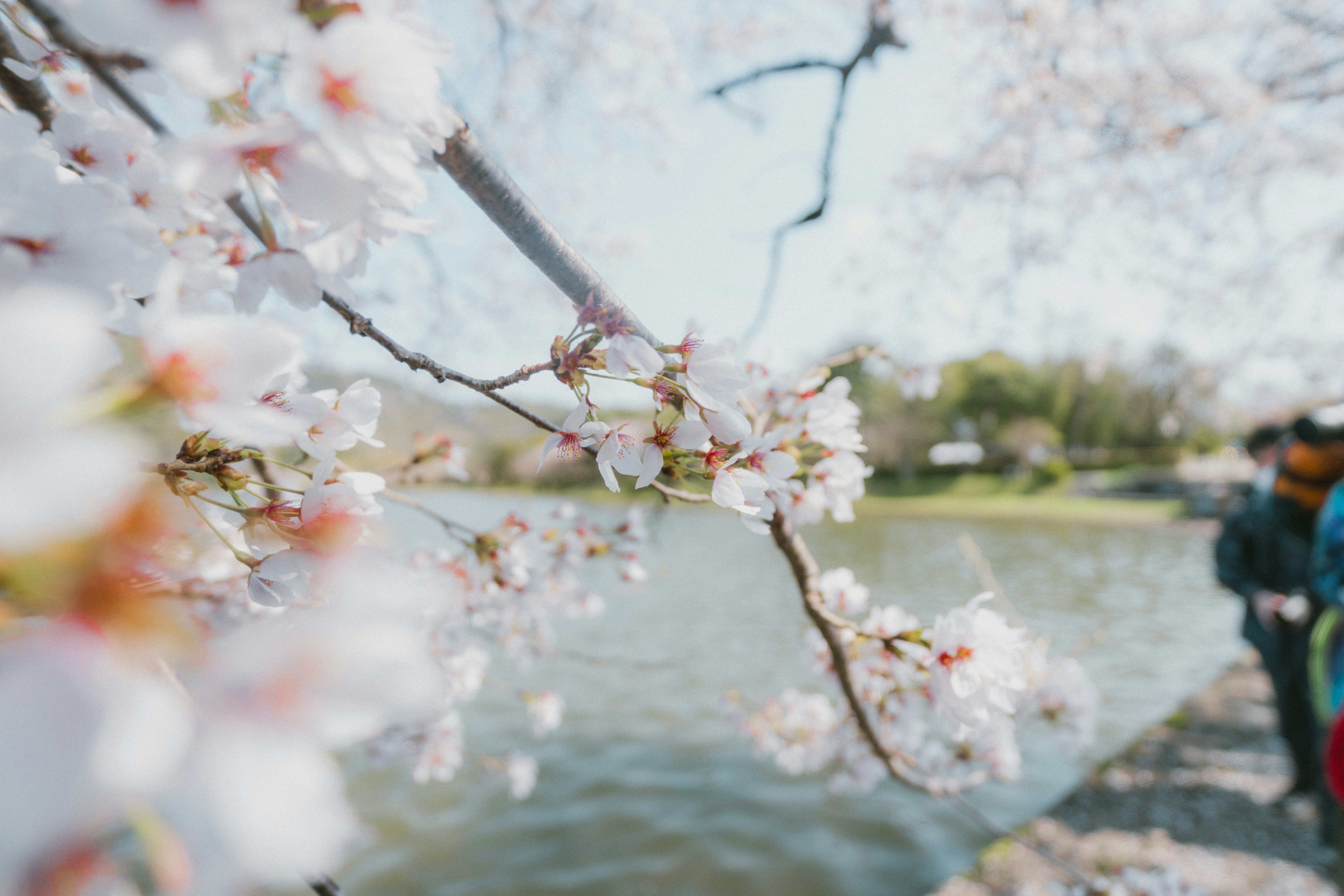 Blossoms at the Pond: Framed by Spring Moments