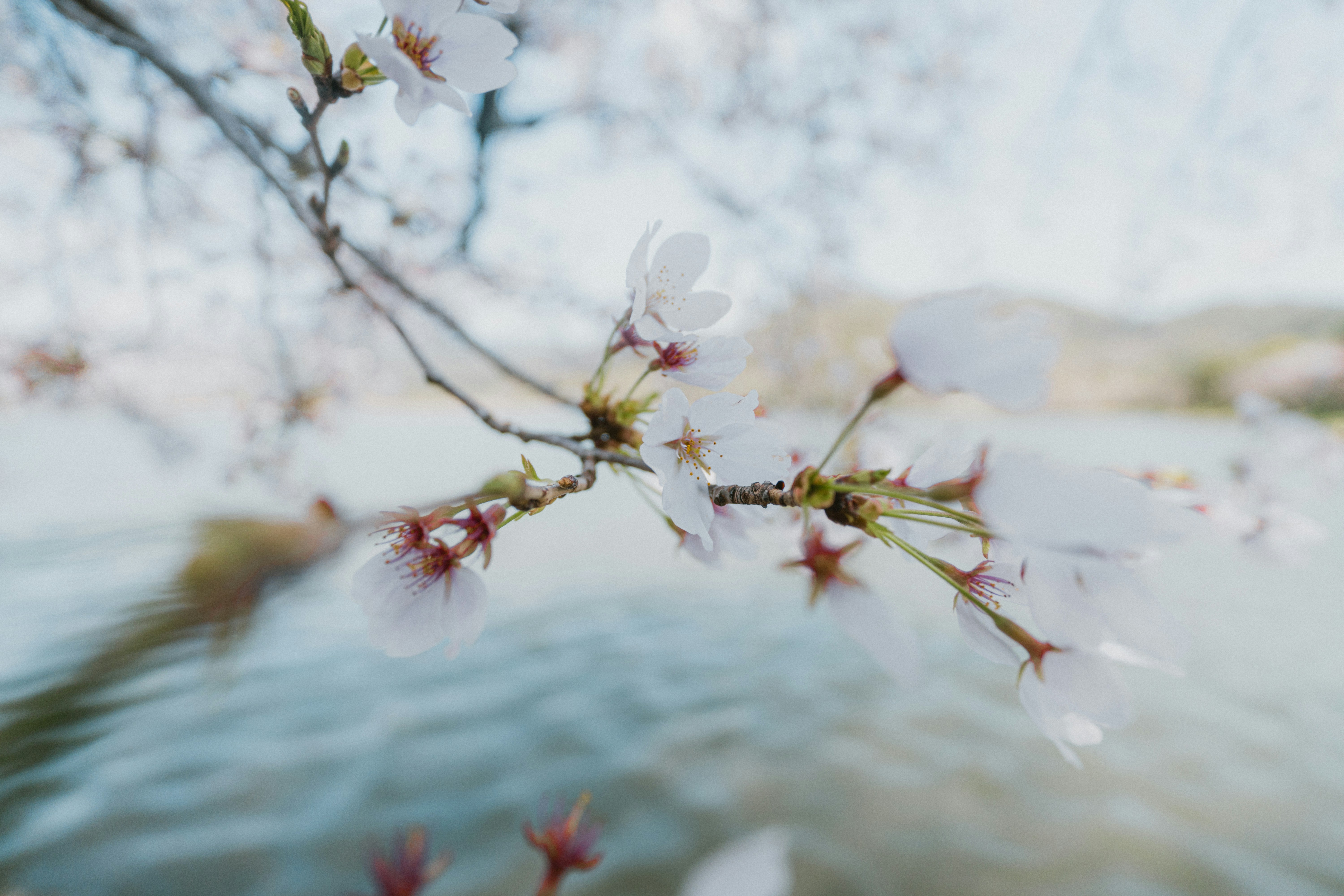 Blossoms in Focus: Delicate Branches Over a Blurred Lakeside