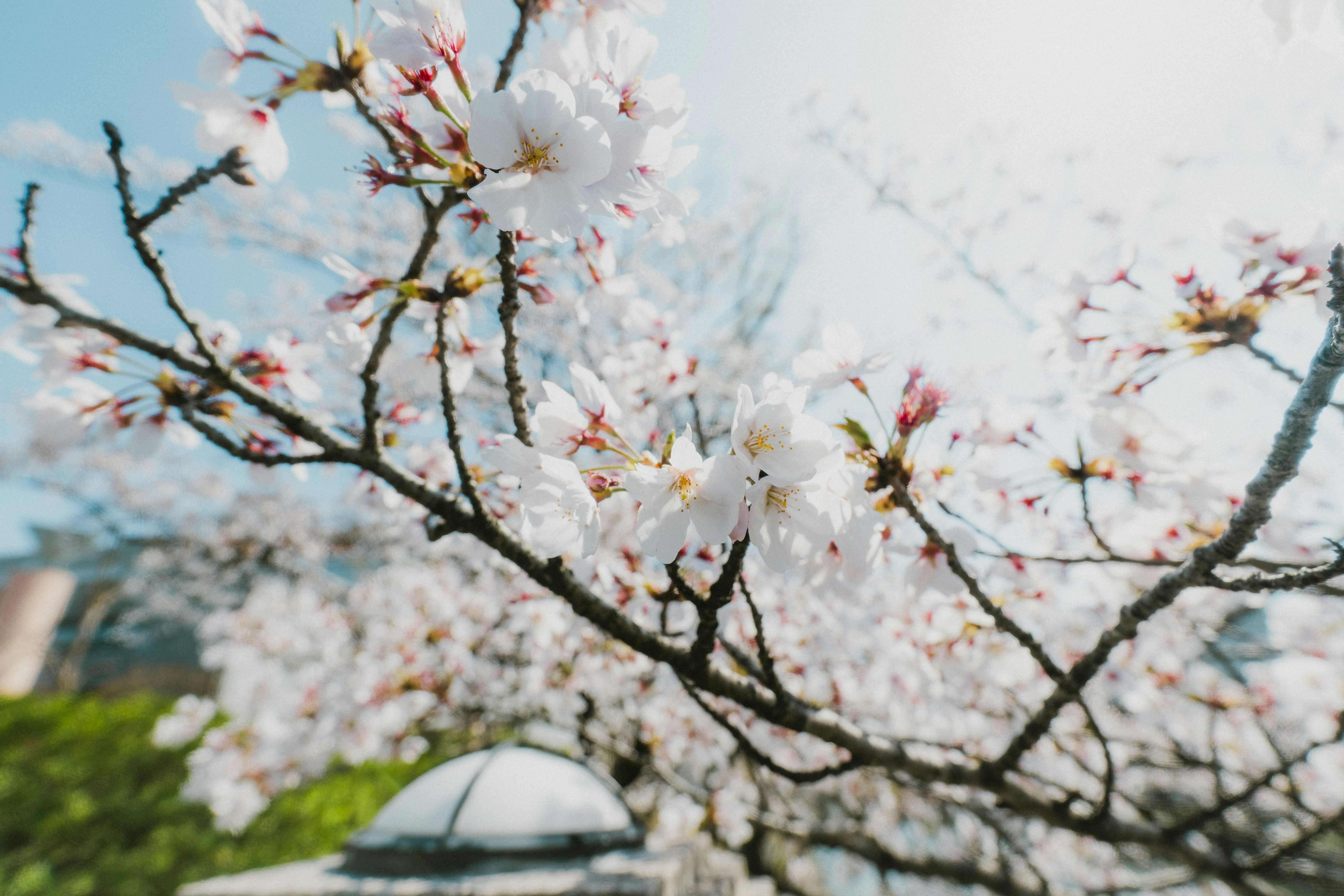 Blossoms in Soft Blur Over a Quiet Garden