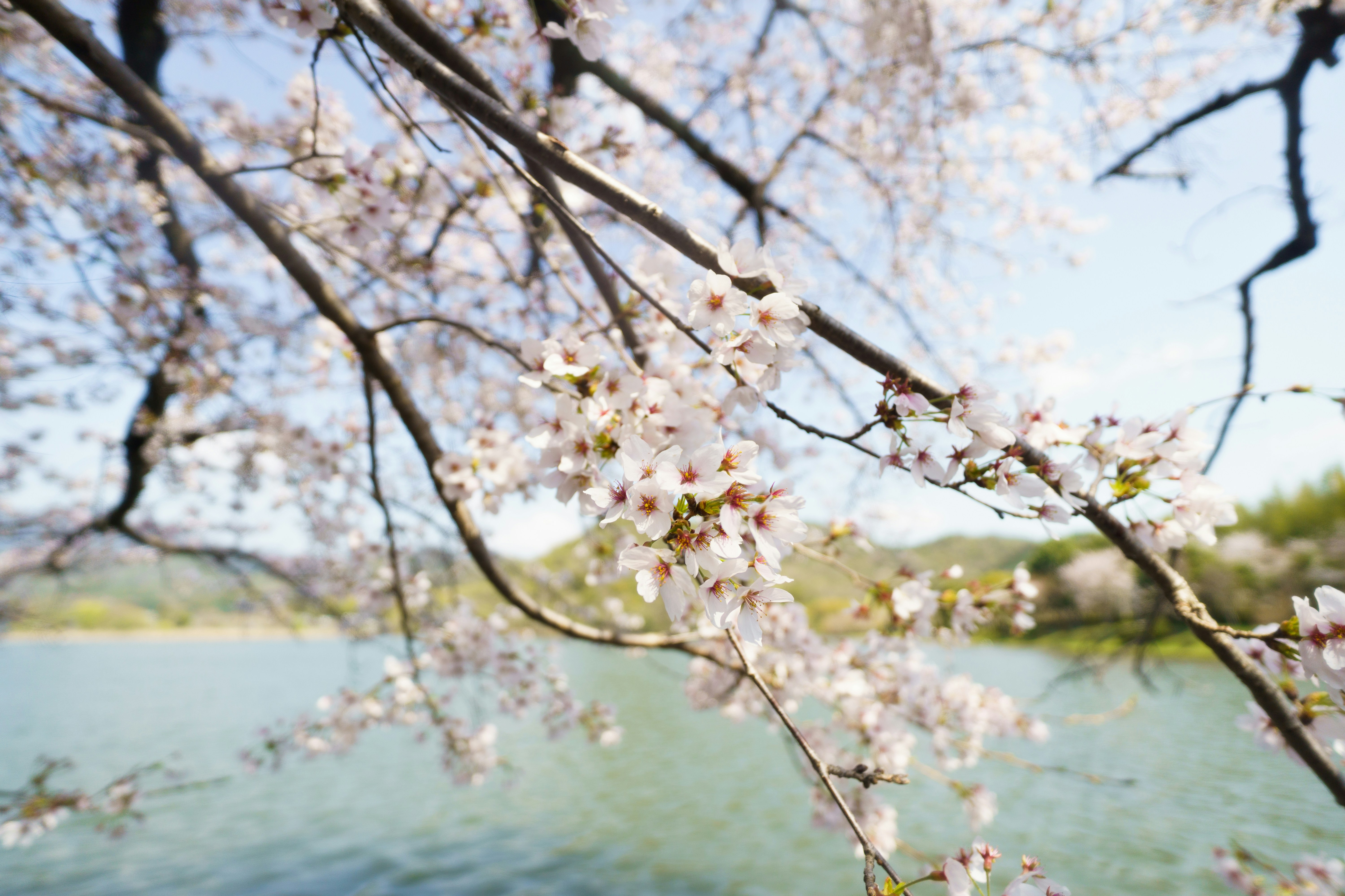 Blossoms Framing a Quiet Lakeside Day