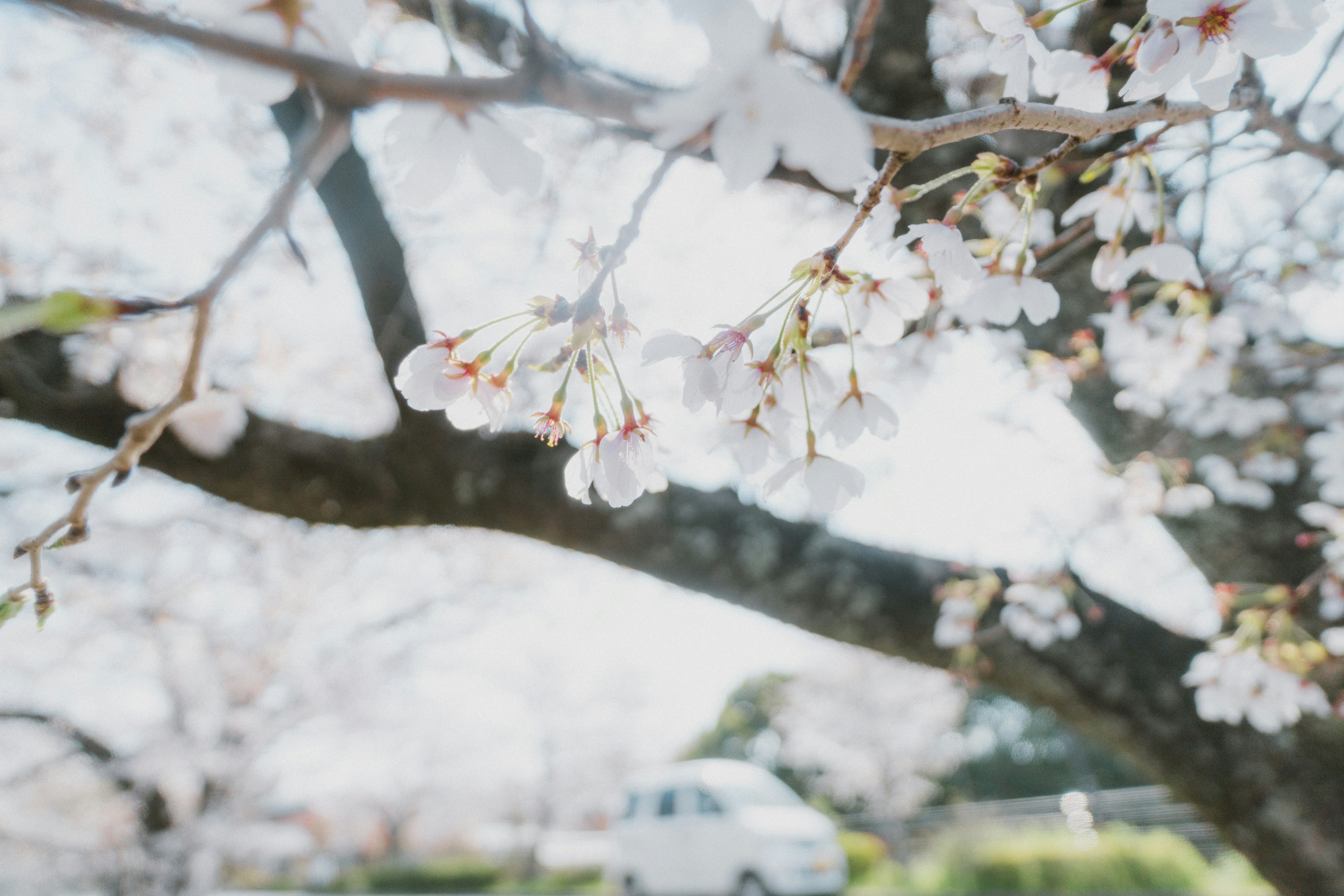 Blossoms in Soft Focus Over a Calm Park