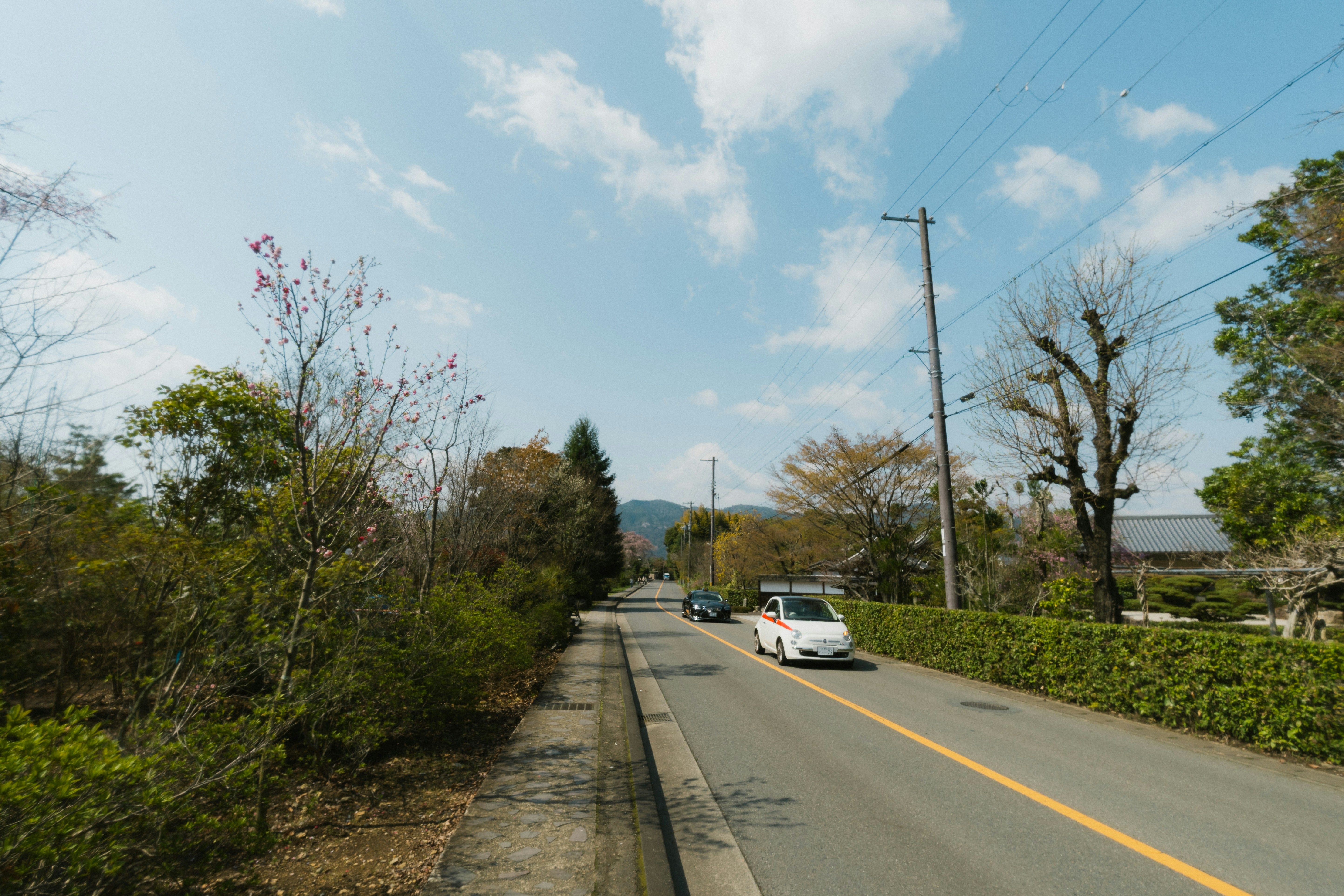 Quiet Road with Cars Slicing Through a Suburban Avenue