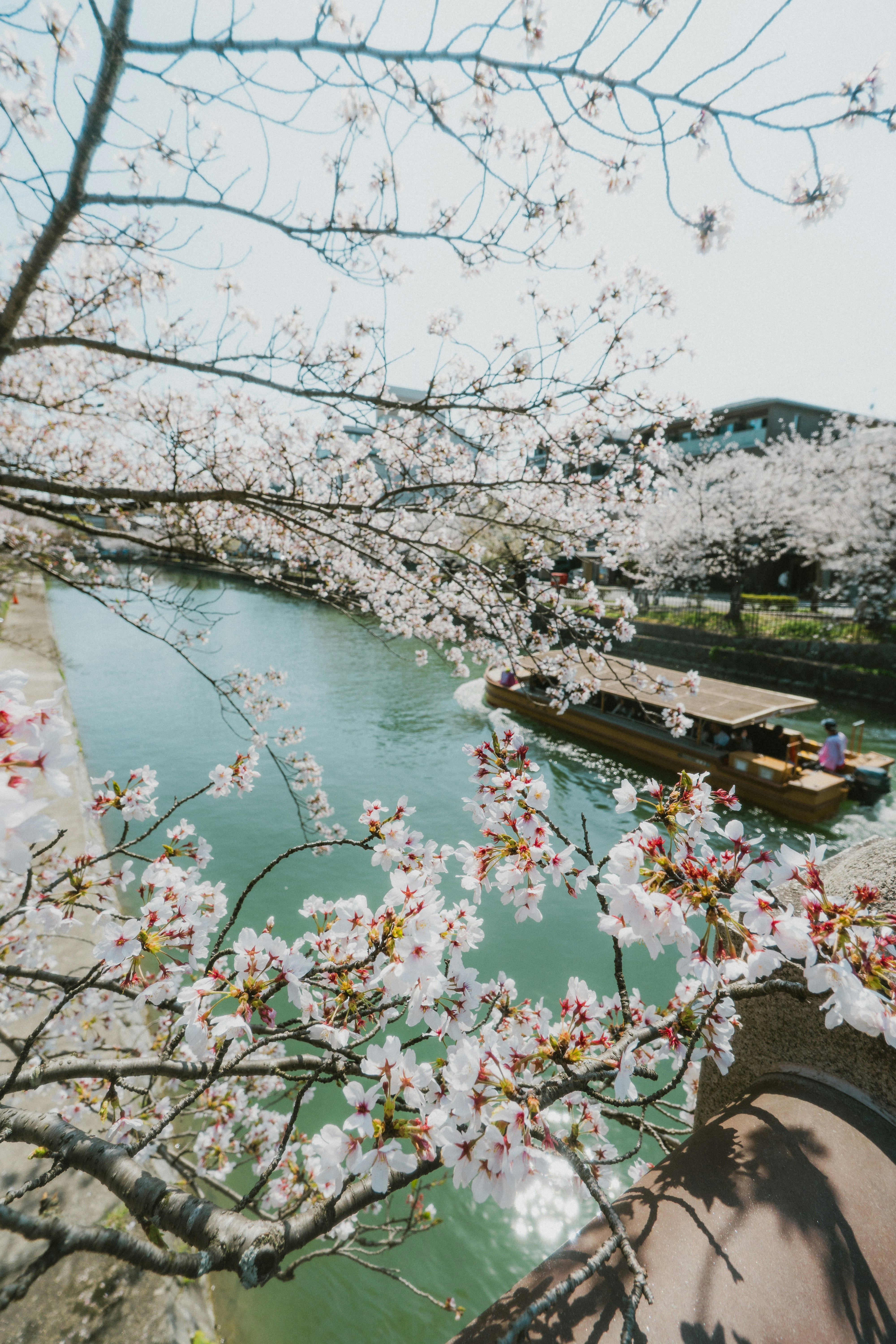 Blossoms over the River: A Quiet Spring Boat Passage