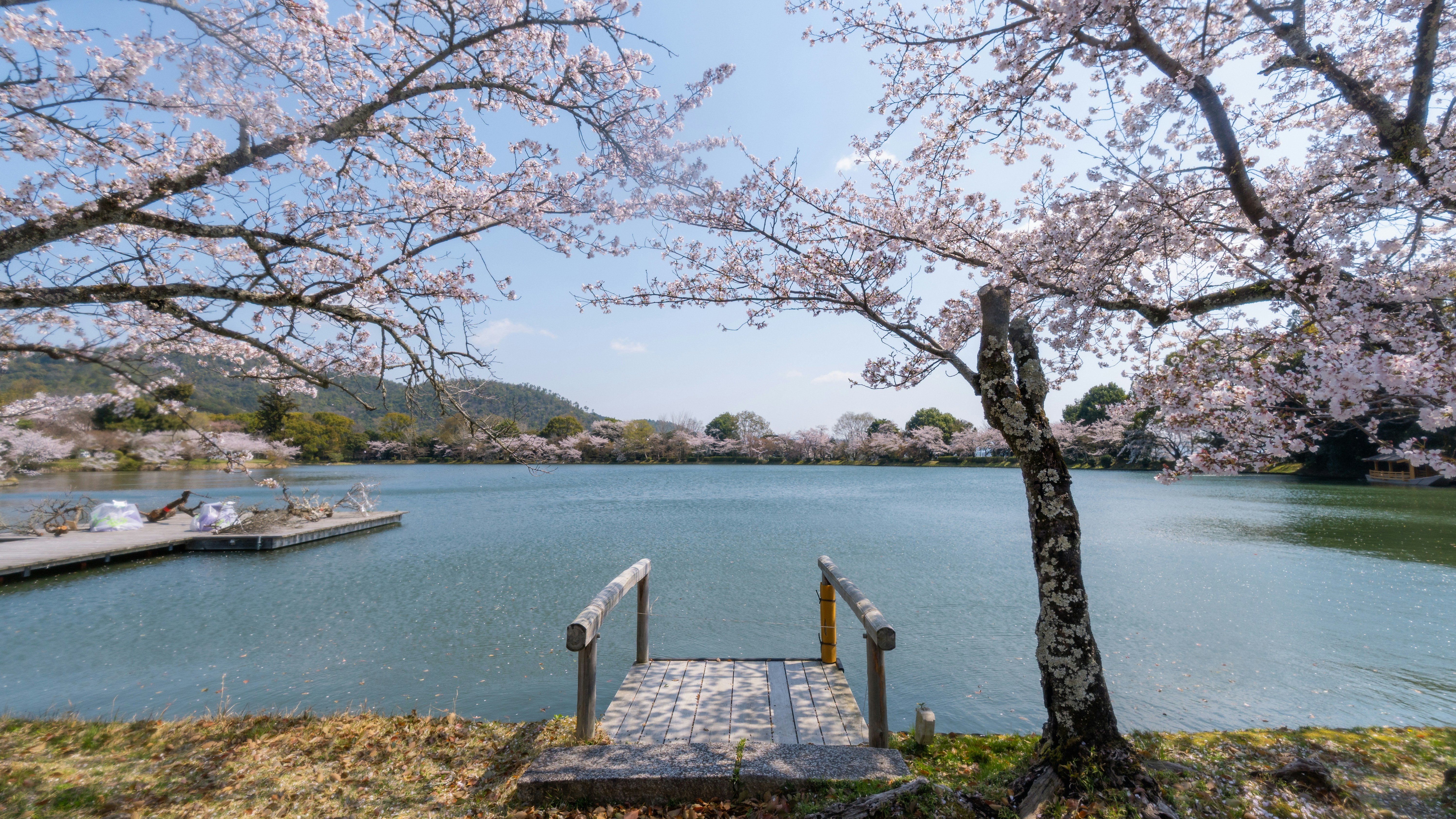 Cherry Blossoms Over the Tranquil Lake: A Serene Pier Perspective