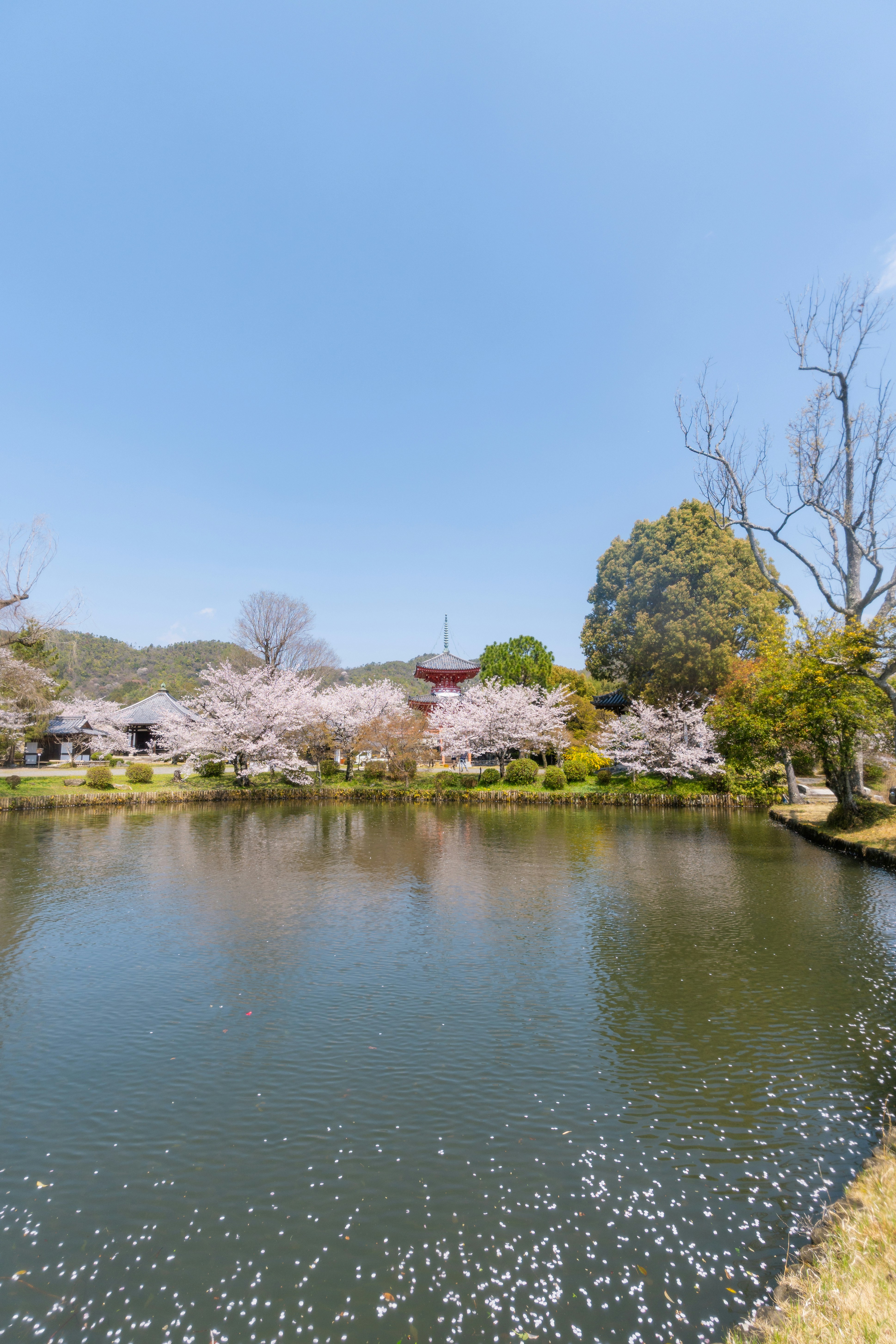 Spring Reflections at the Cherry Grove Pond