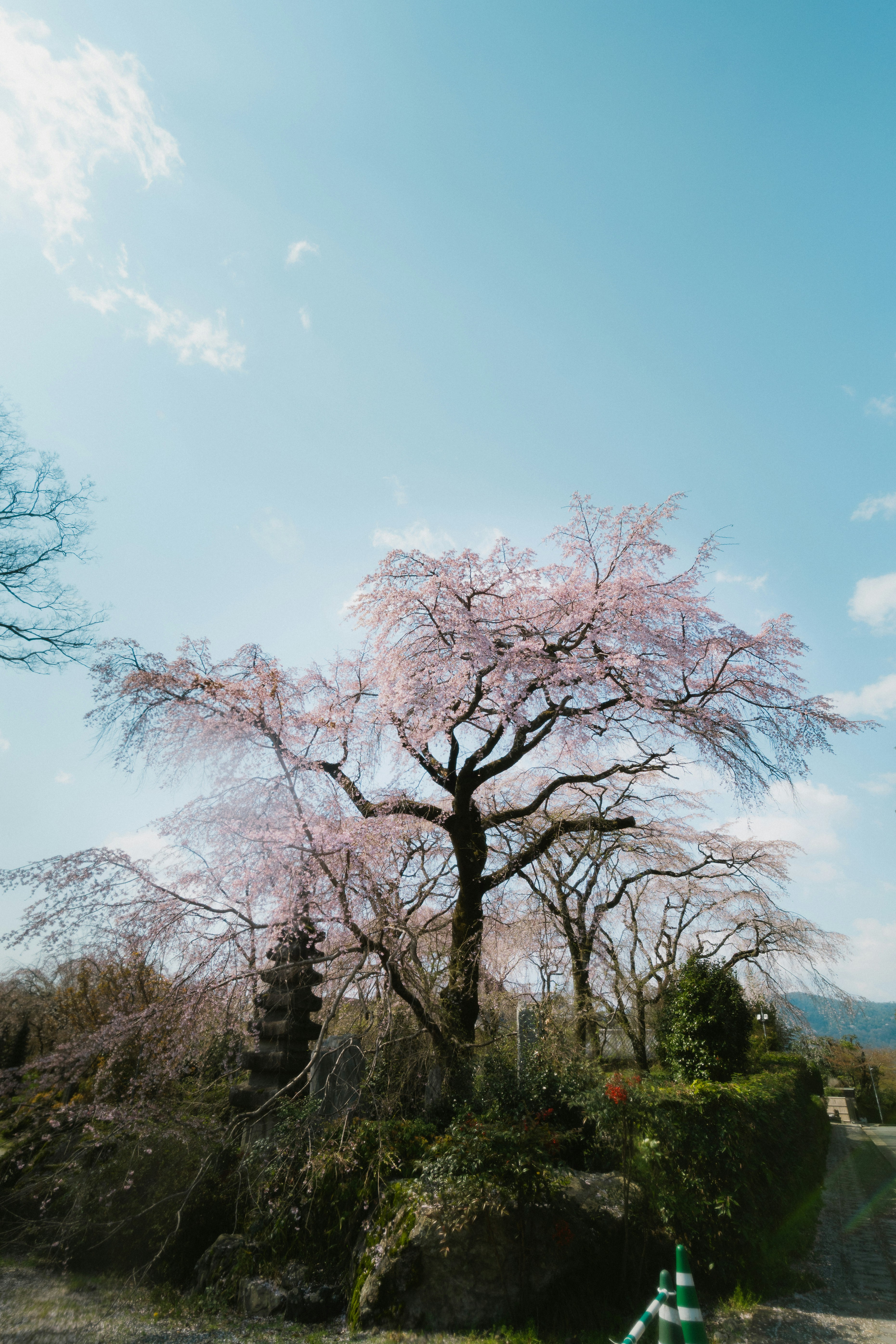 Blossom Crowned Tree Beneath a Clear Blue Sky