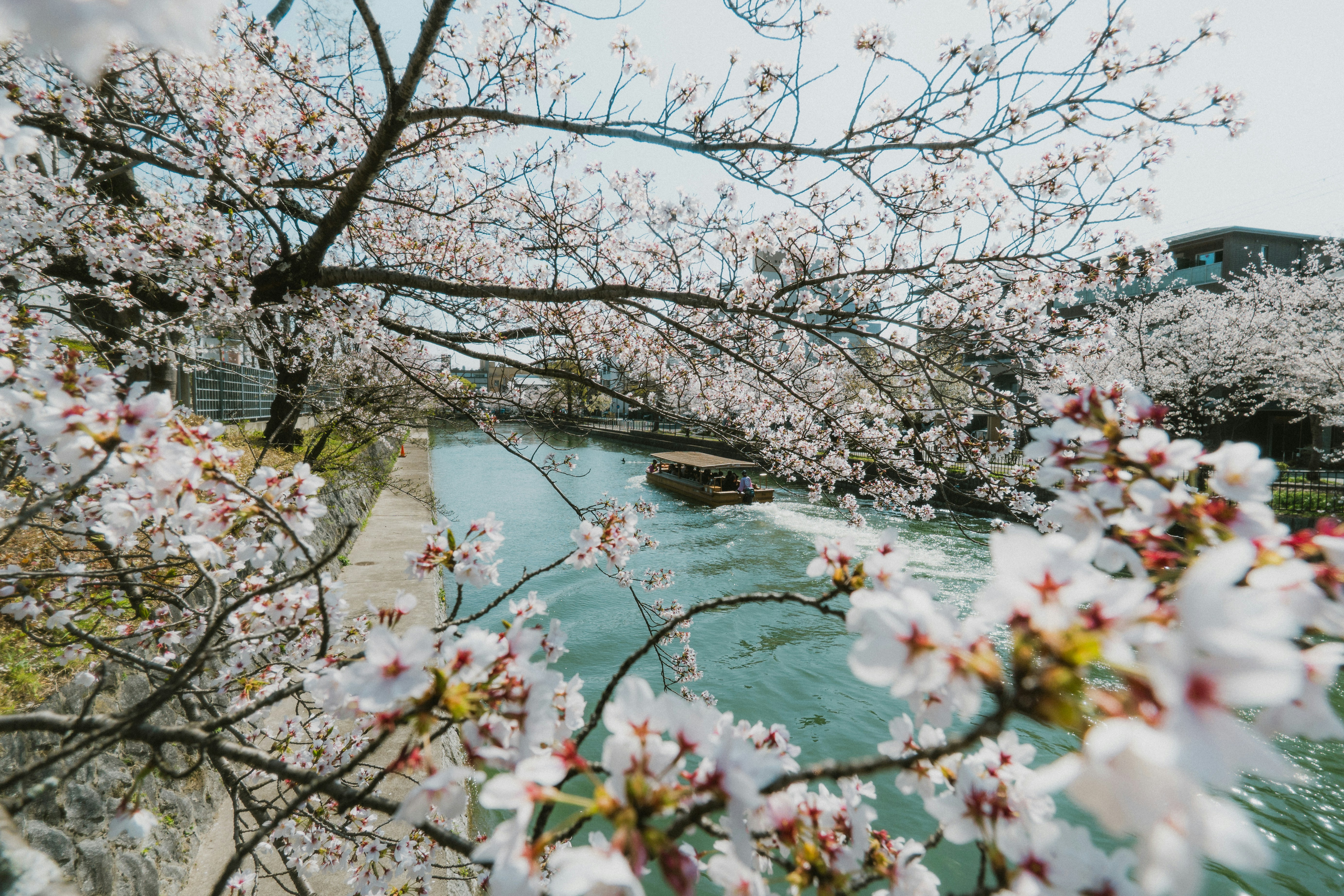 Cherry Blossom Courtyard Over the Canal