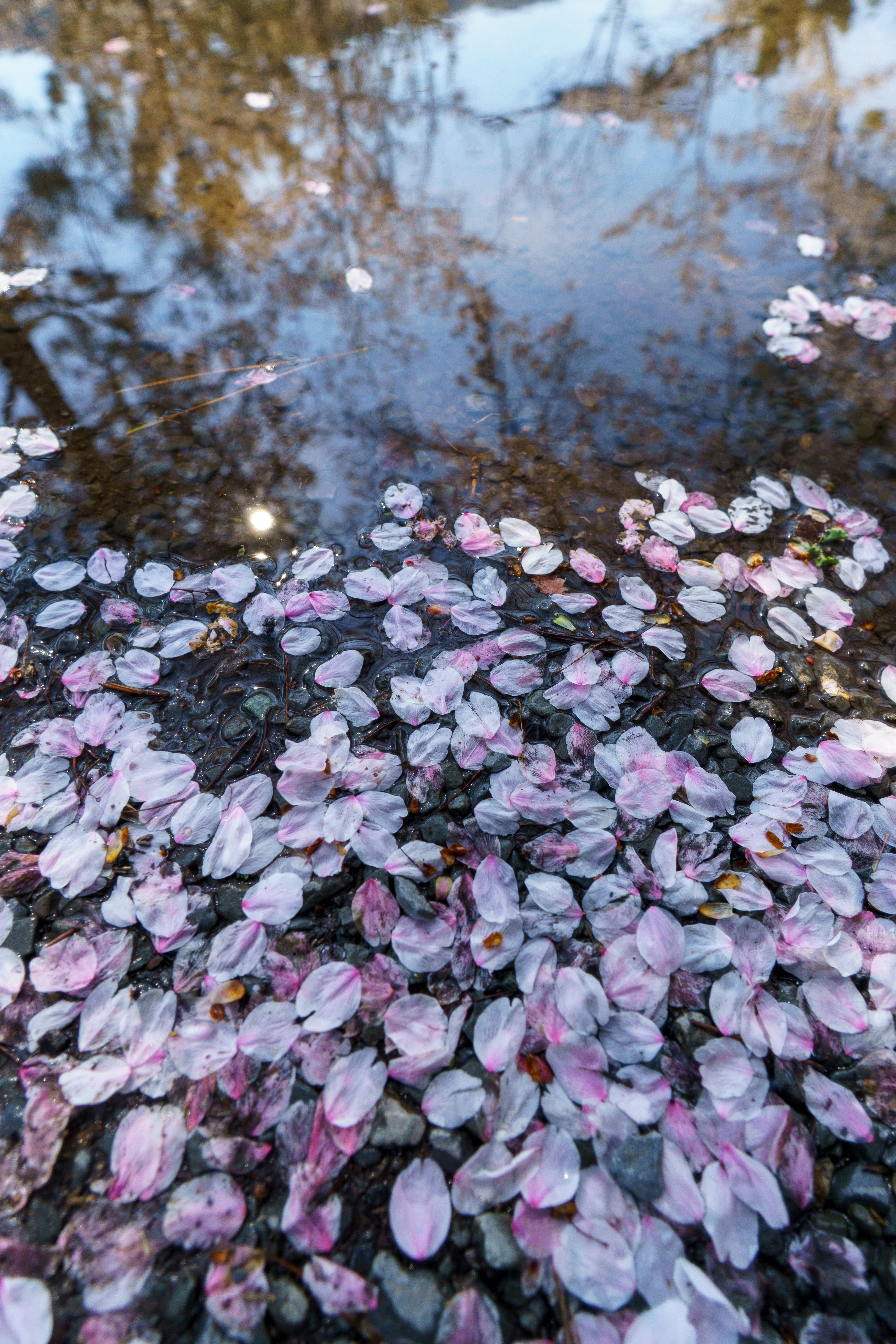 Petals on a Still Pond: Autumn Mirror