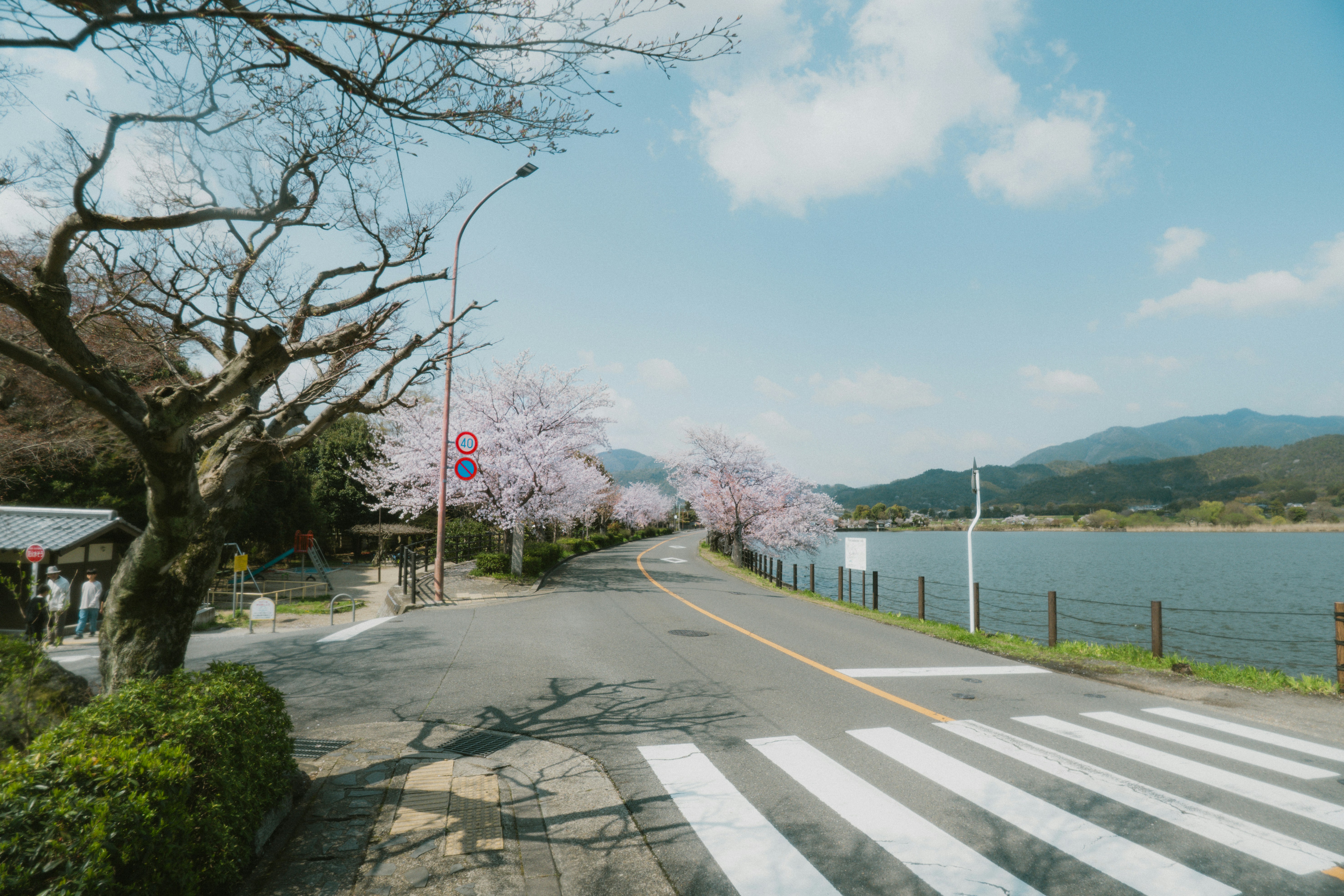 Cherry Blossom Boulevard by the Waterfront