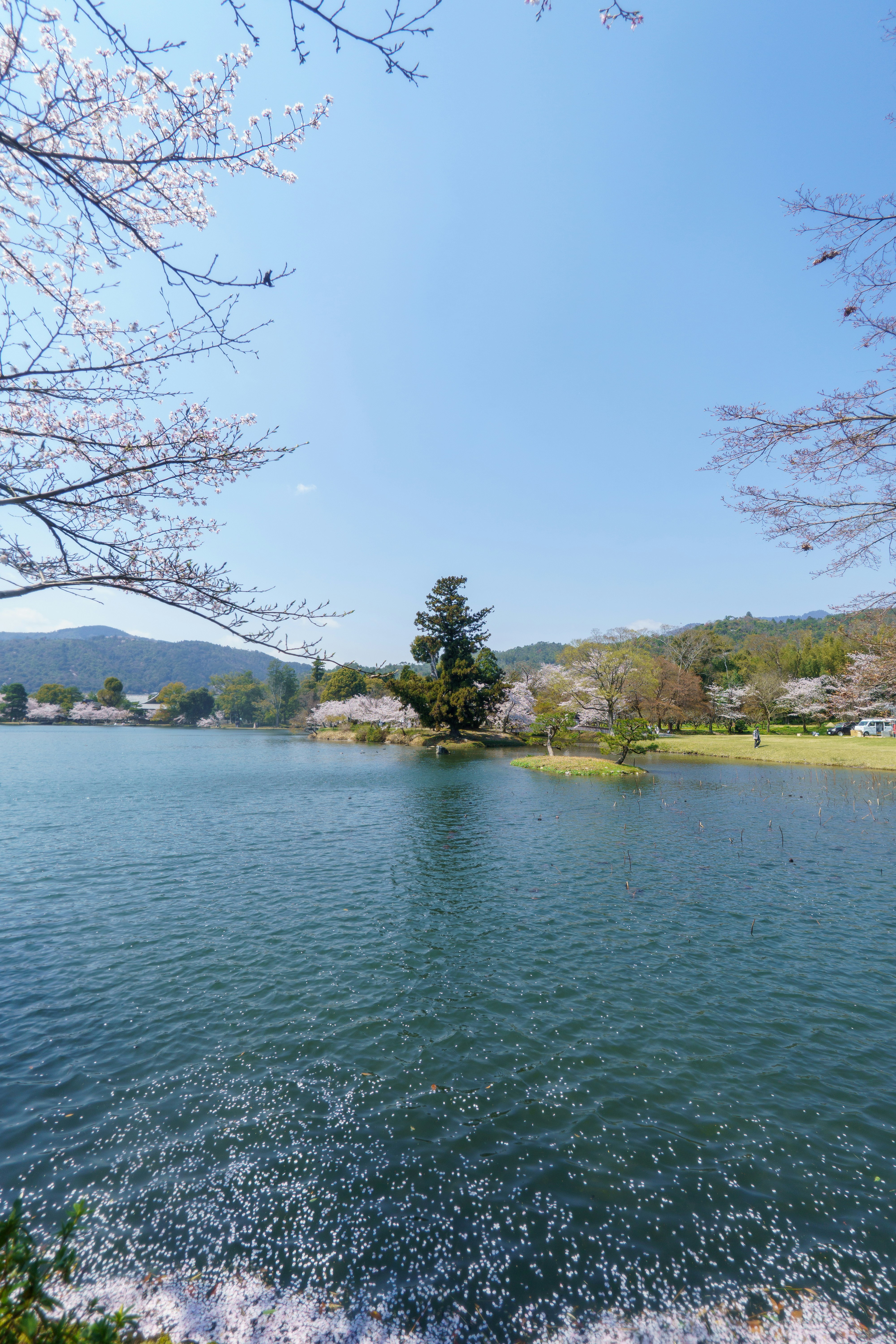 Serene lakeside cherry blossom view under a clear sky
