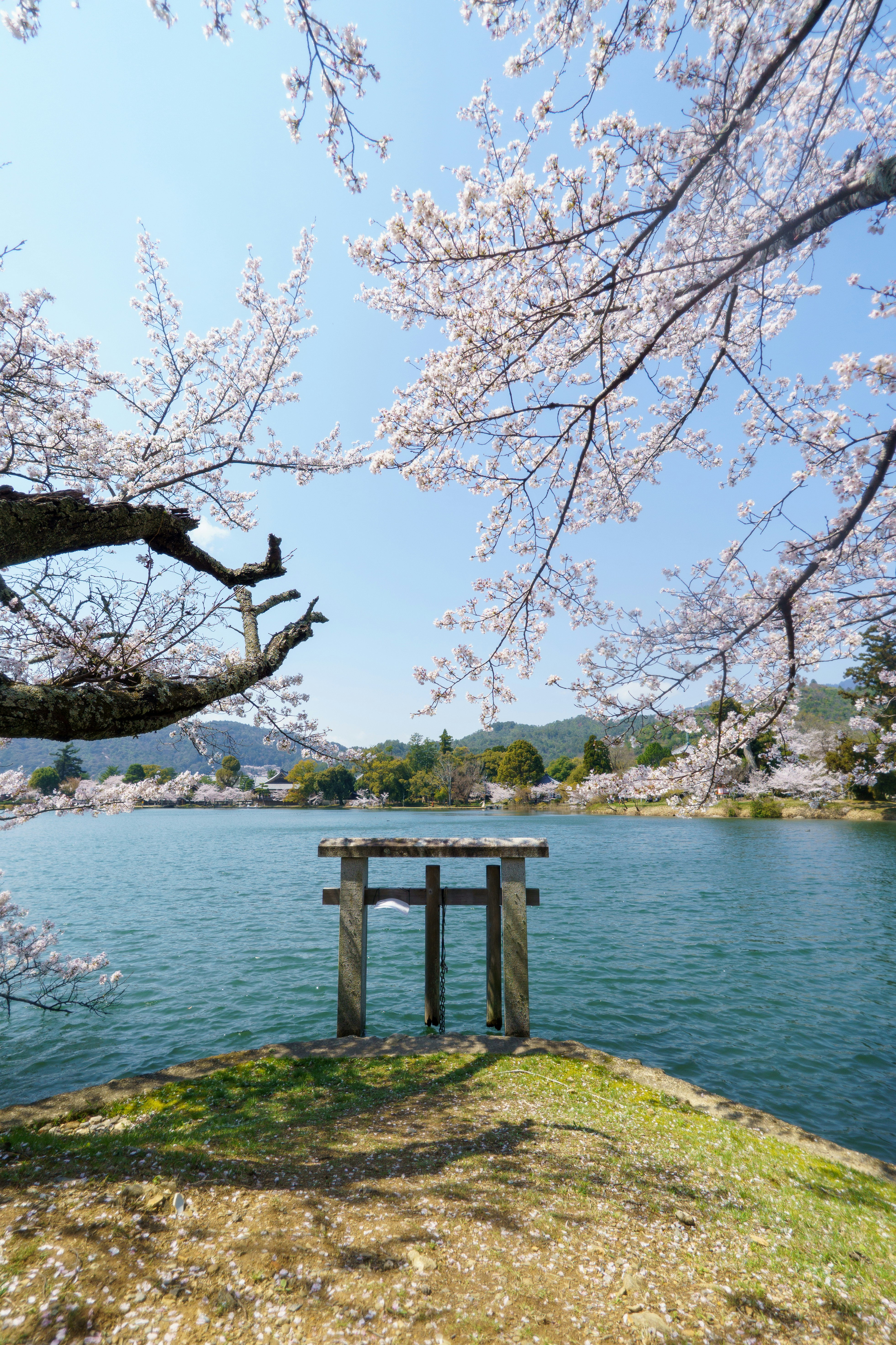 Cherry-Arc Gateway Over Quiet Lake