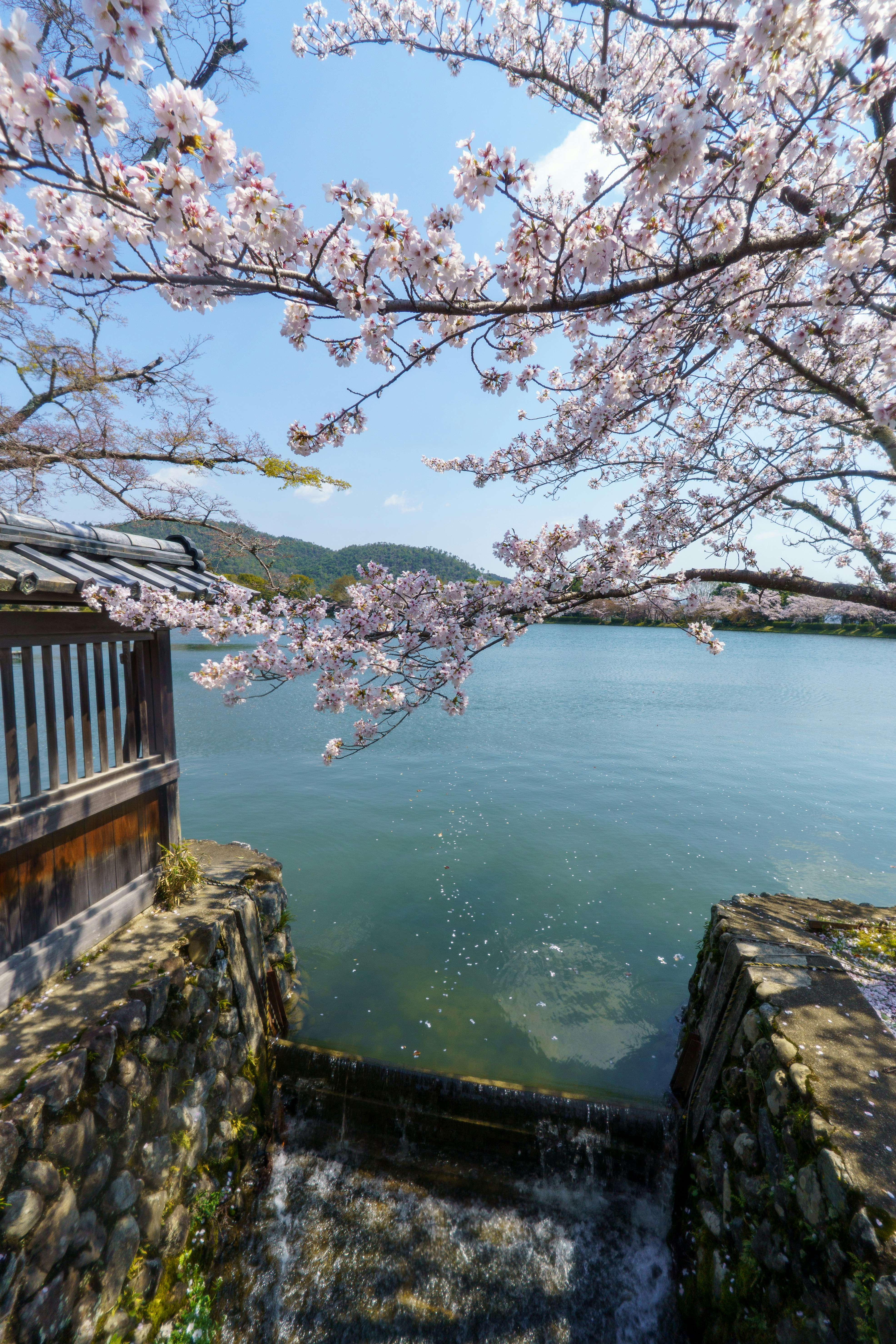 Blossoms Over Quiet Waters by a Stone Terrace