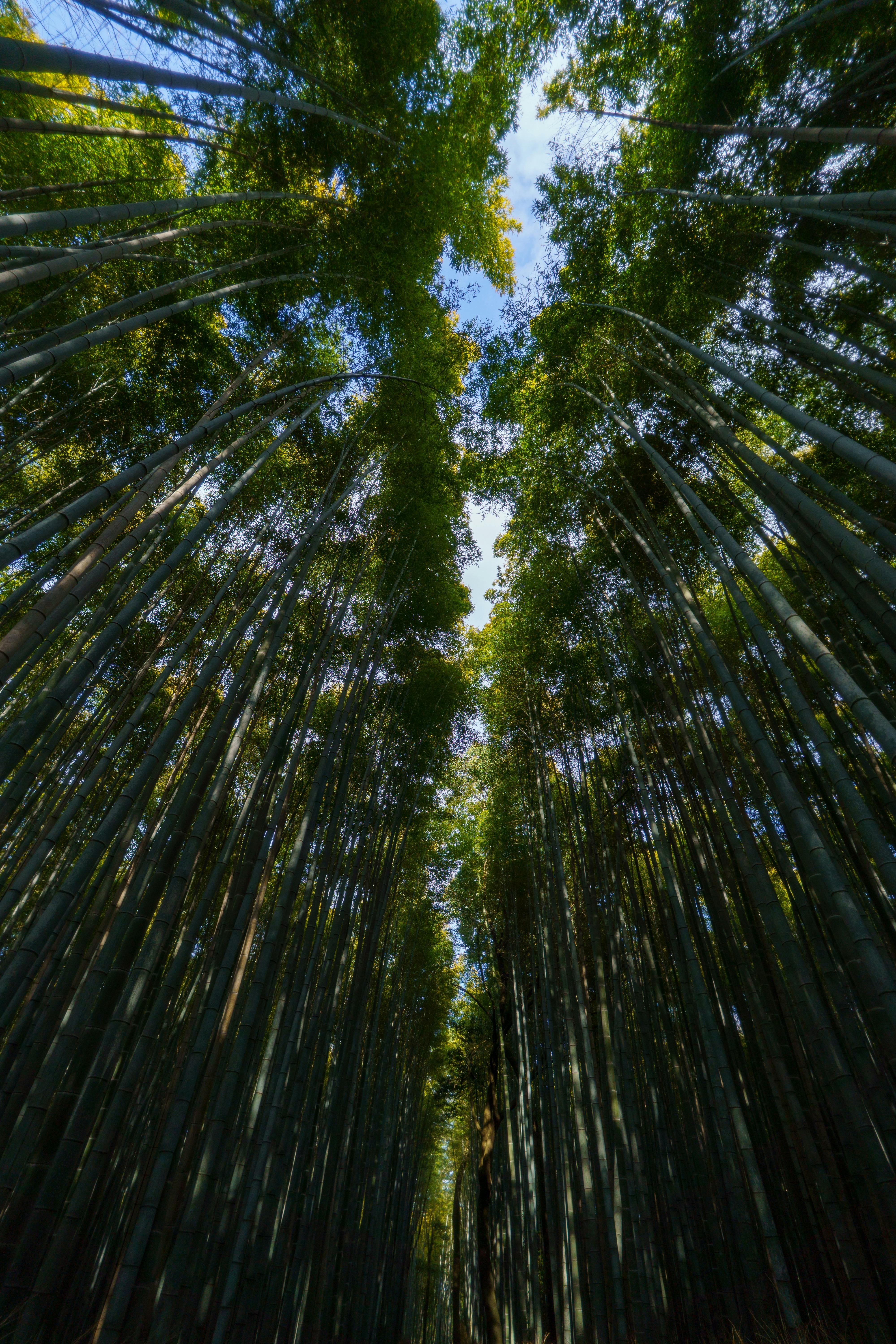 Colonnade of Quiet Giants: A Skyward Walk Through Bamboo Rows