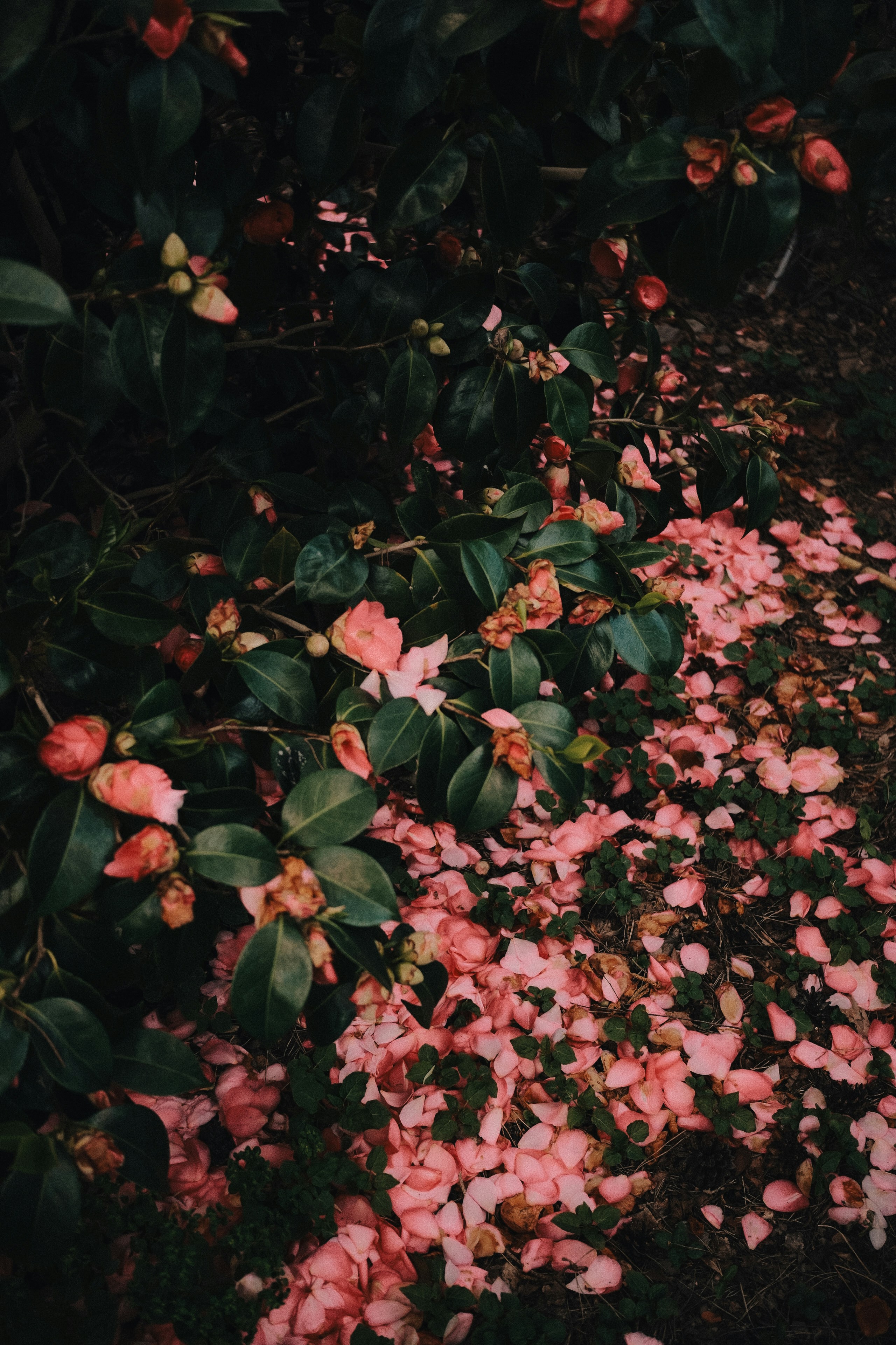 Petal Cascade Under a Nightshade Canopy