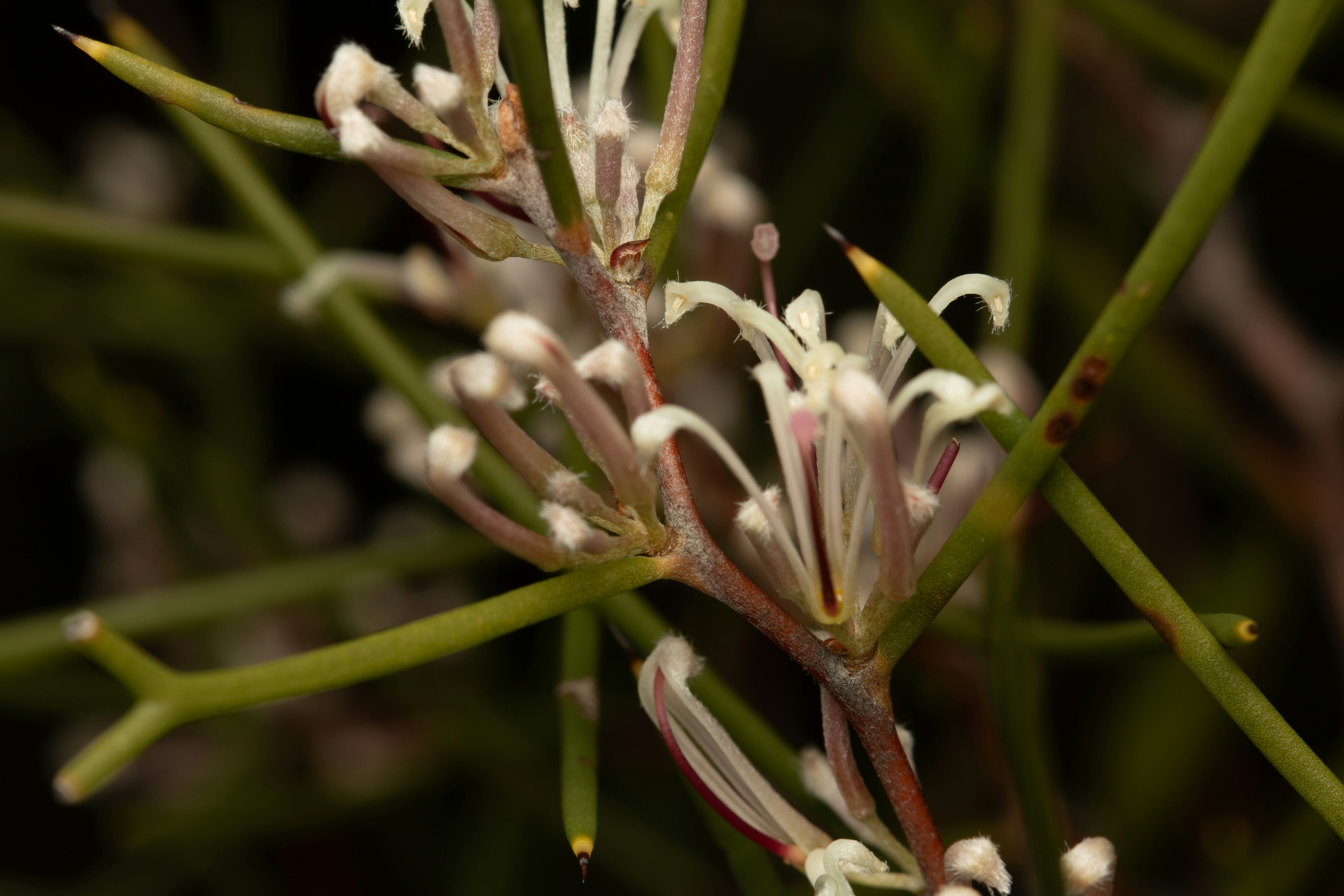 Delicate Herbaceous Stems and Tiny Bloom Structures in Focus