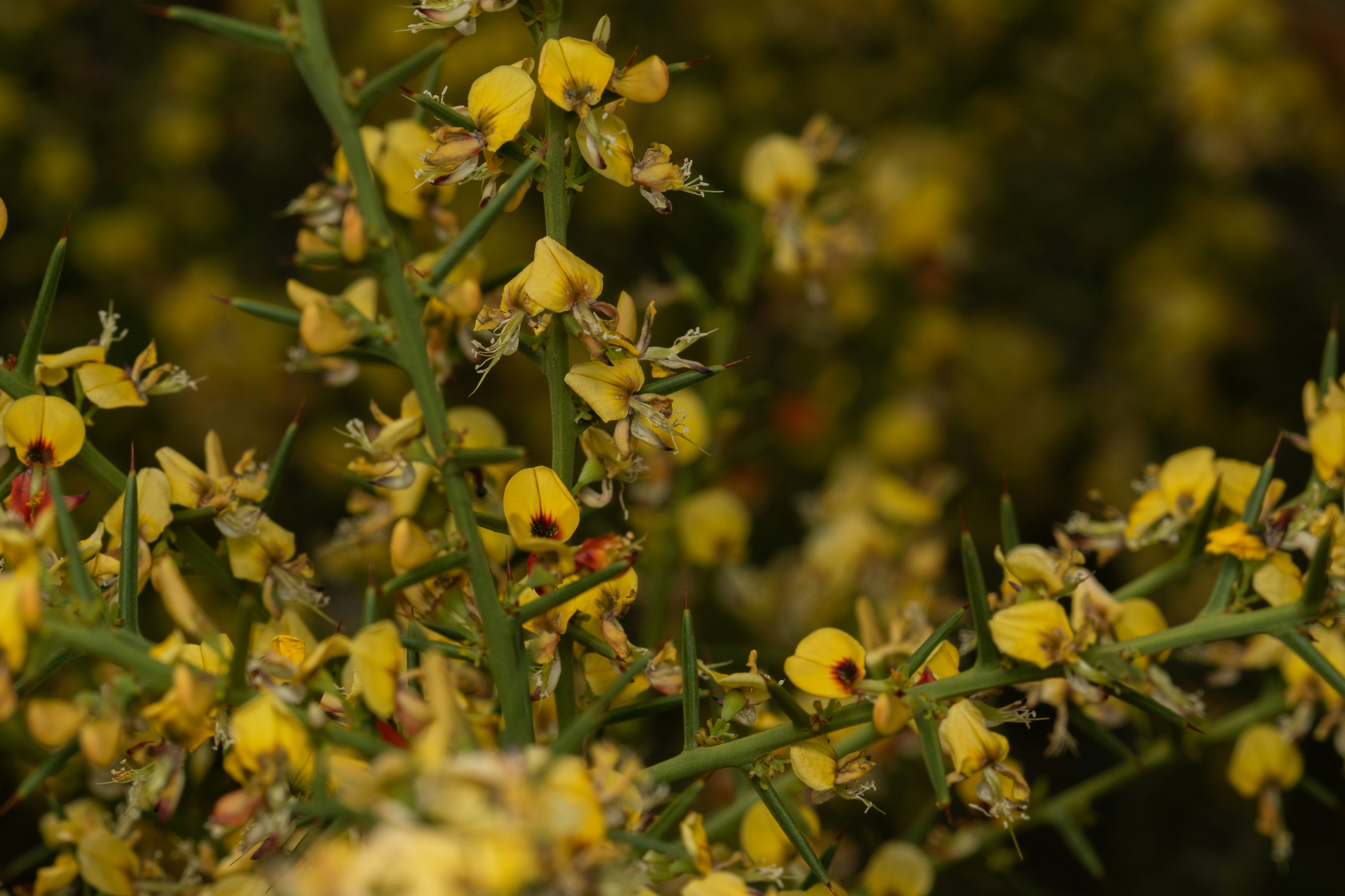Golden blooms entwined: a sunlit thicket of yellow blossoms