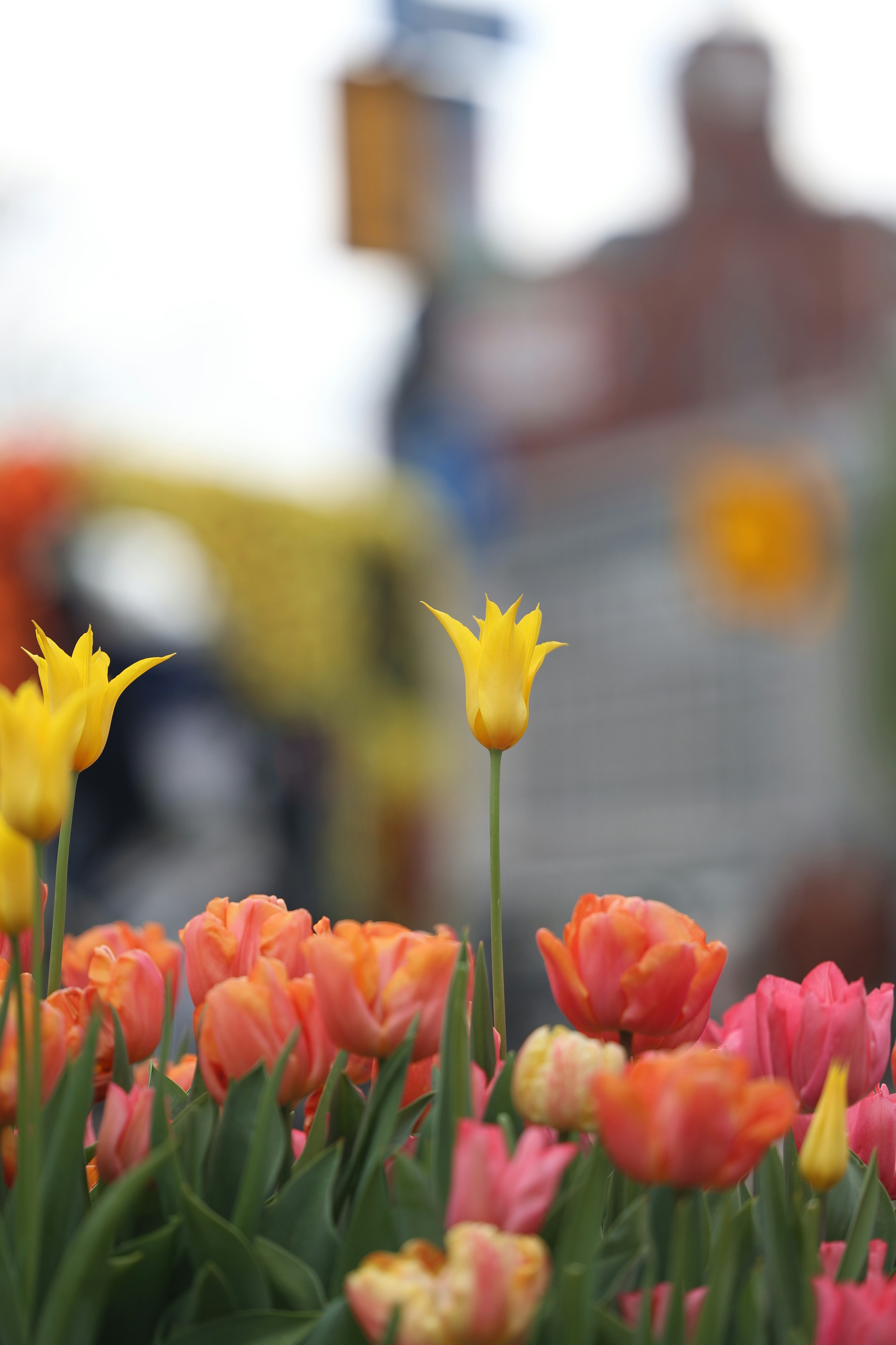 Tulips in Focus: A Sunny Burst Against a Blurred Urban Backdrop