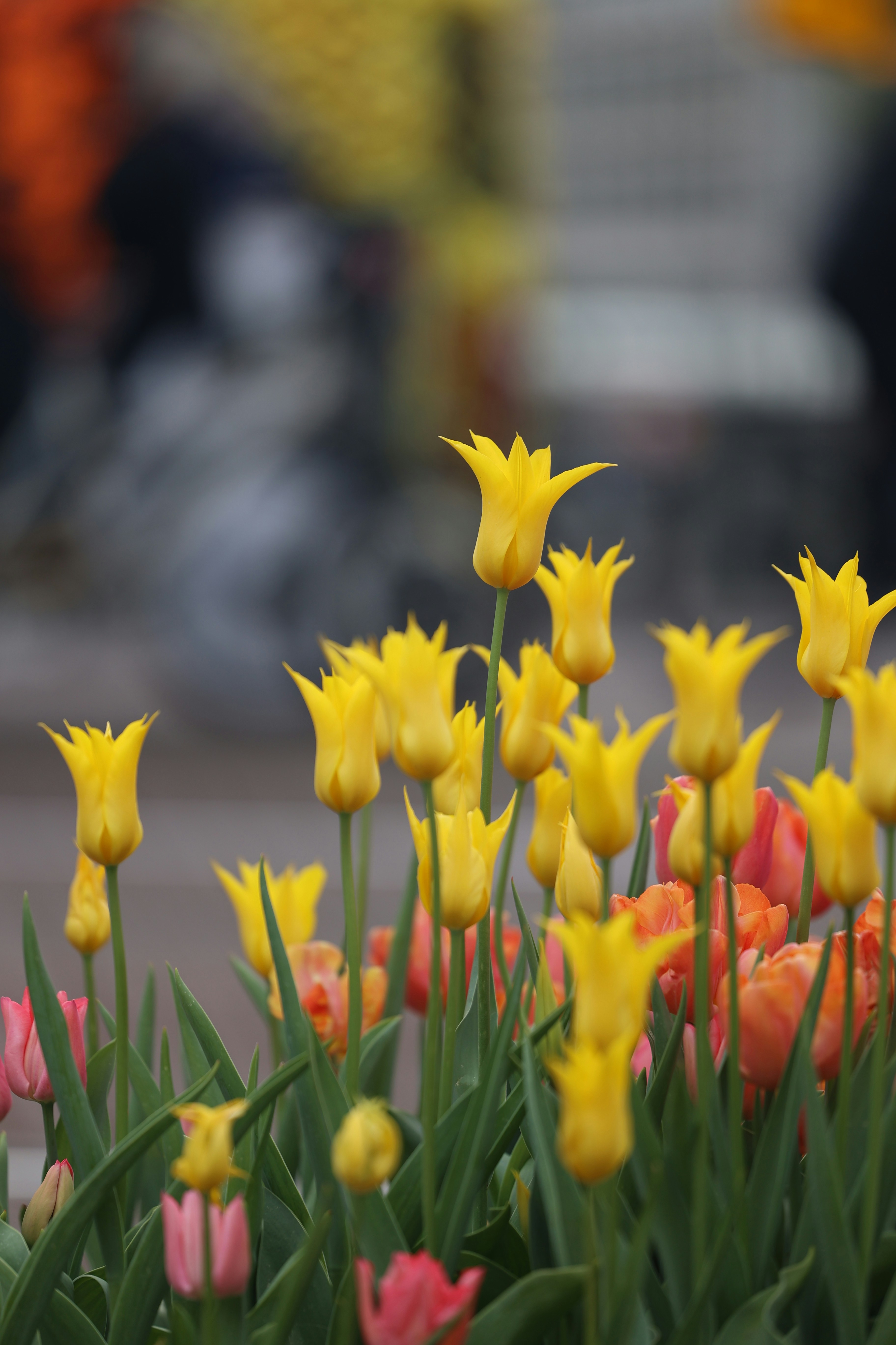 Amber Petals in a Golden Spring Bloom