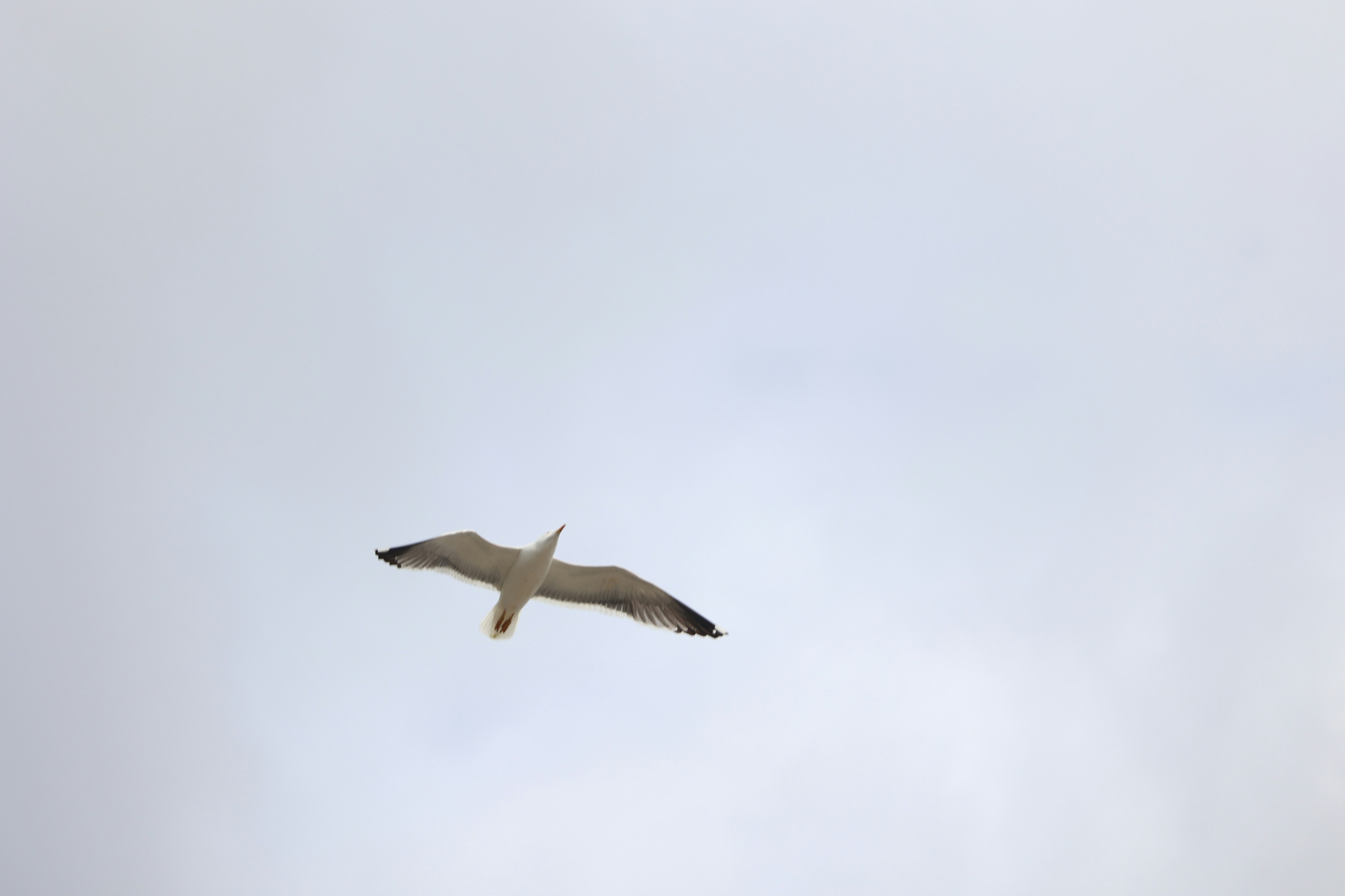 Soaring Toward the Open Cloud