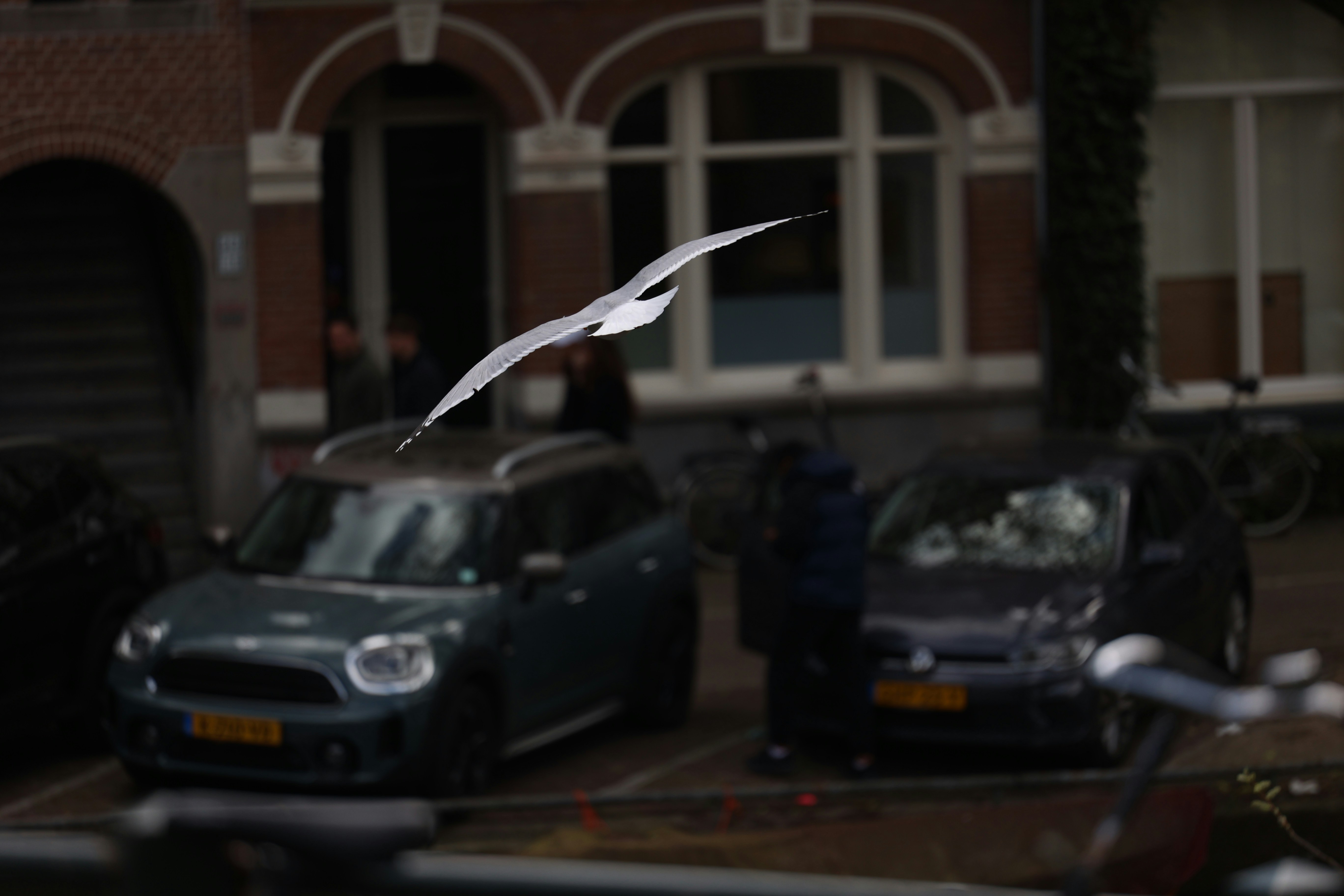White Seagull in the Urban Twilight