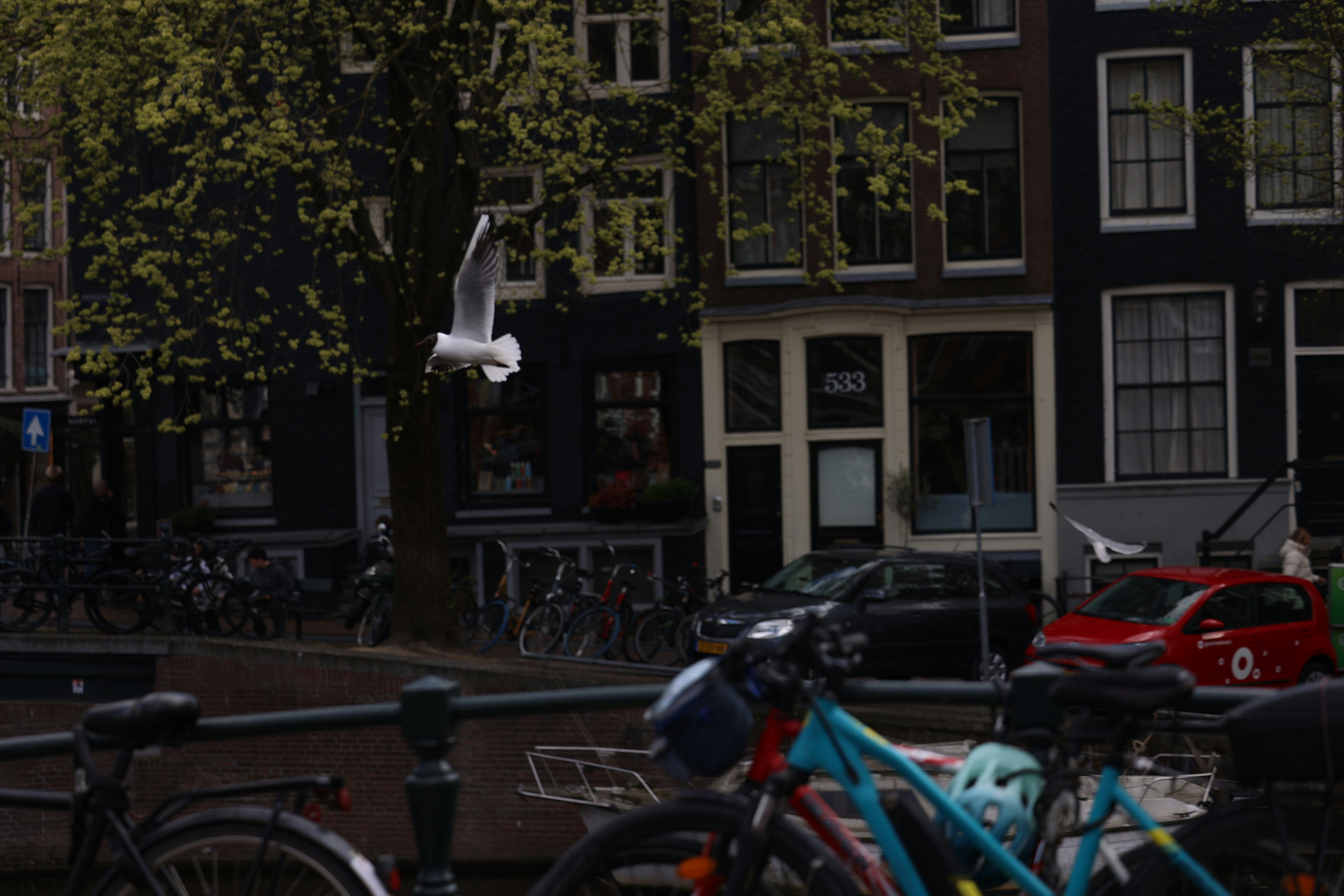 Dove in the Dutch Evening: A Glistening Street Scene