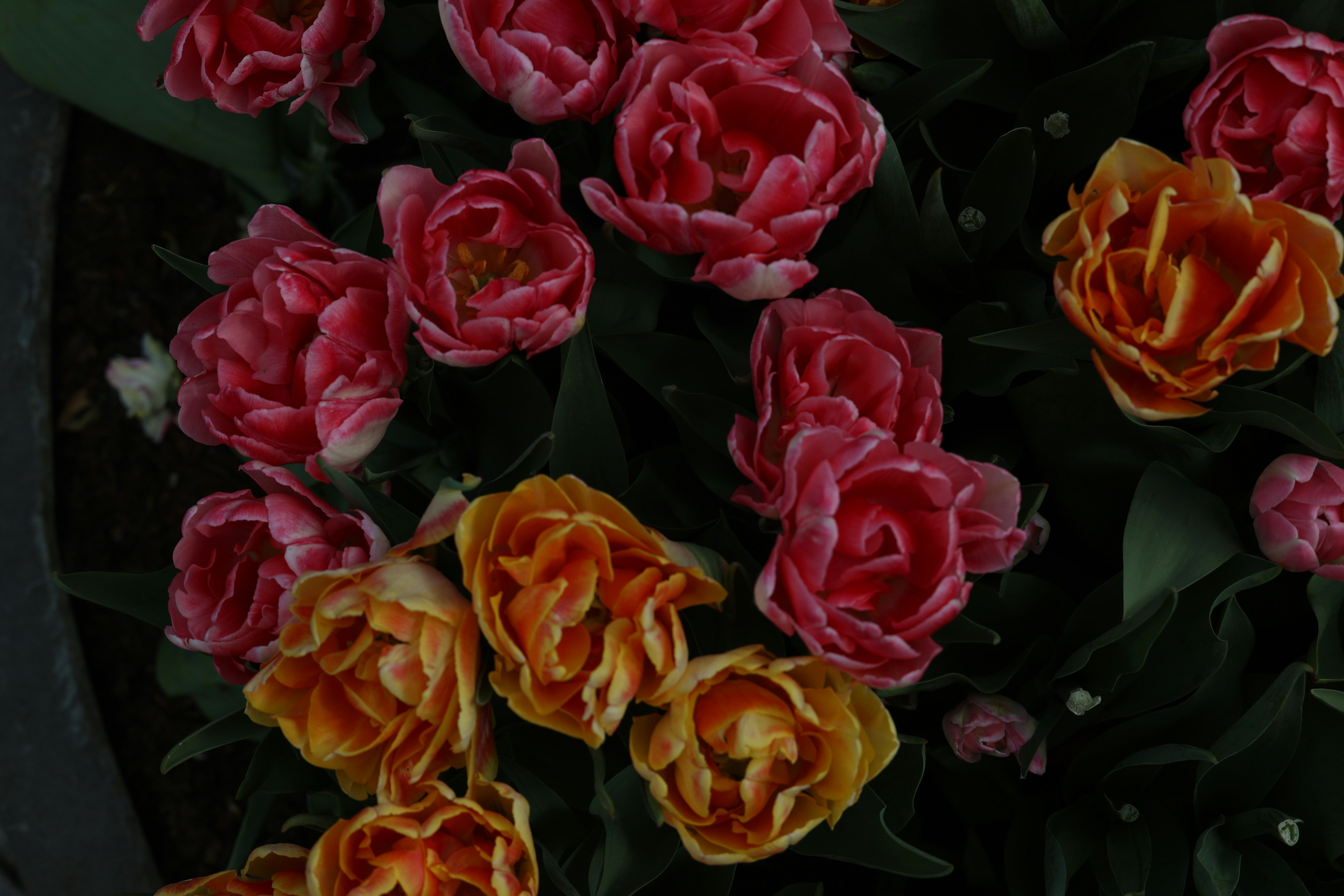Petals of Fire: Orange and Pink Tulips in Soft Shadow