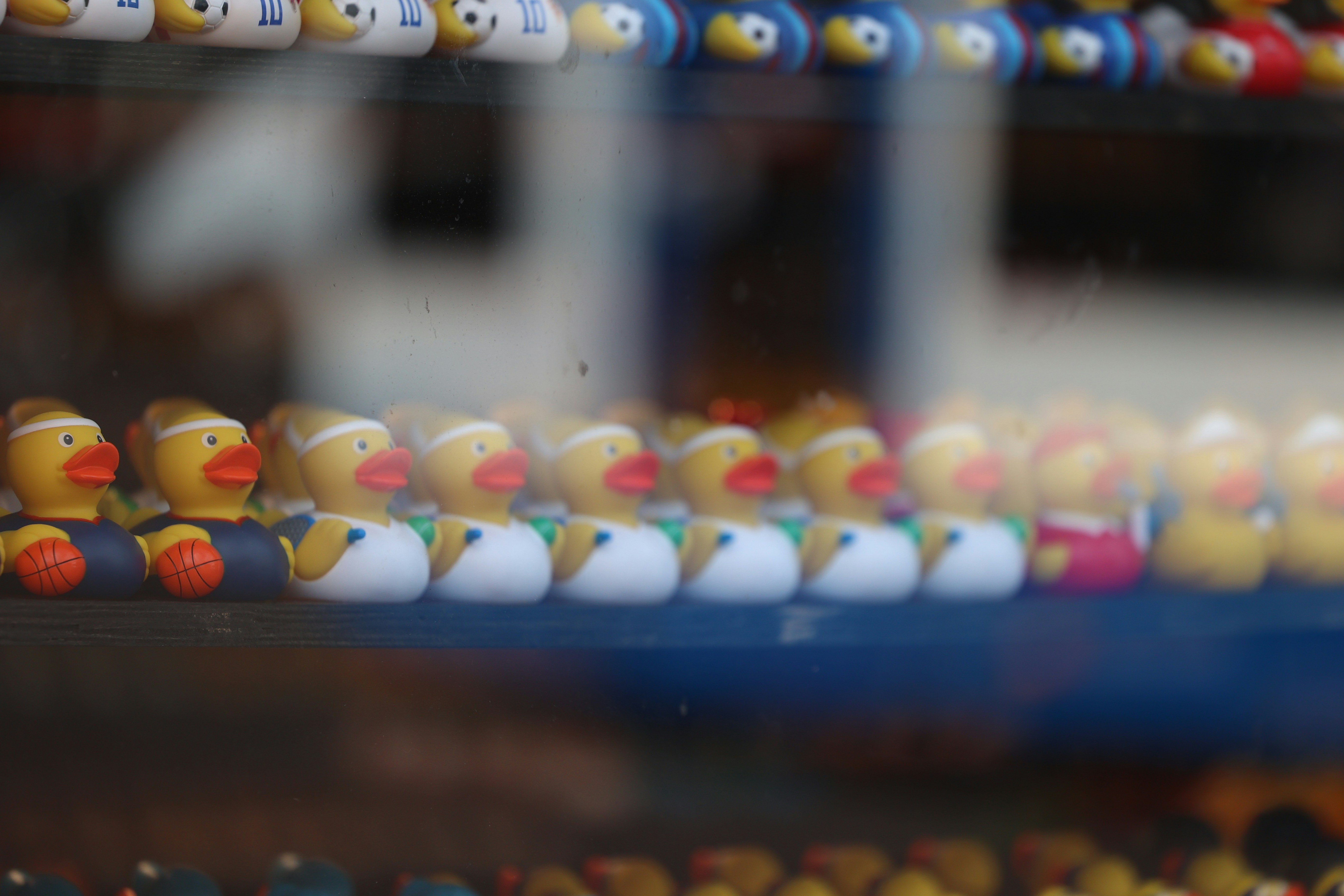 Row of rubber ducks gazes through a glassy display window