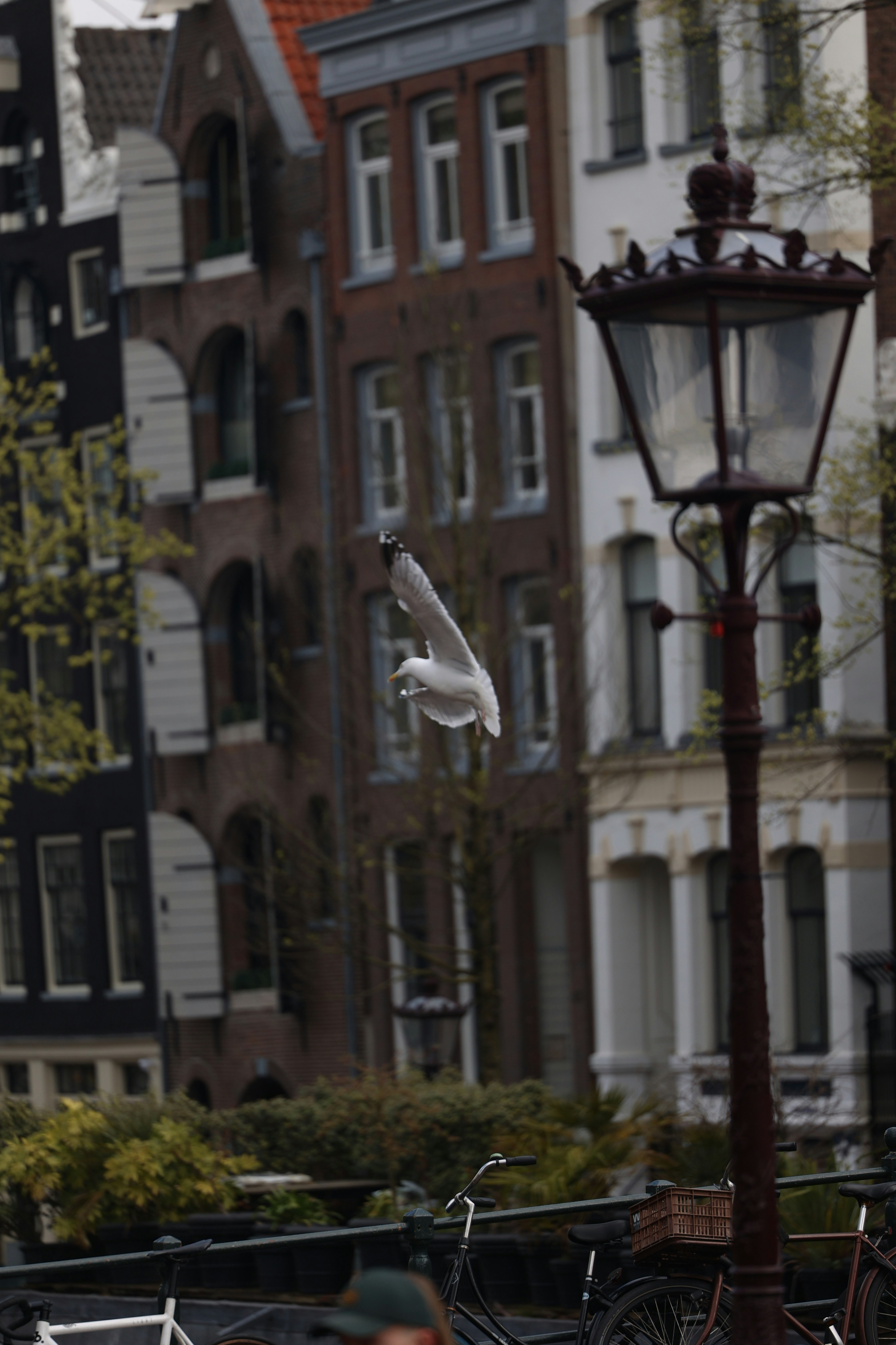 Flight over the canal: a gull glides past a European streetlamp
