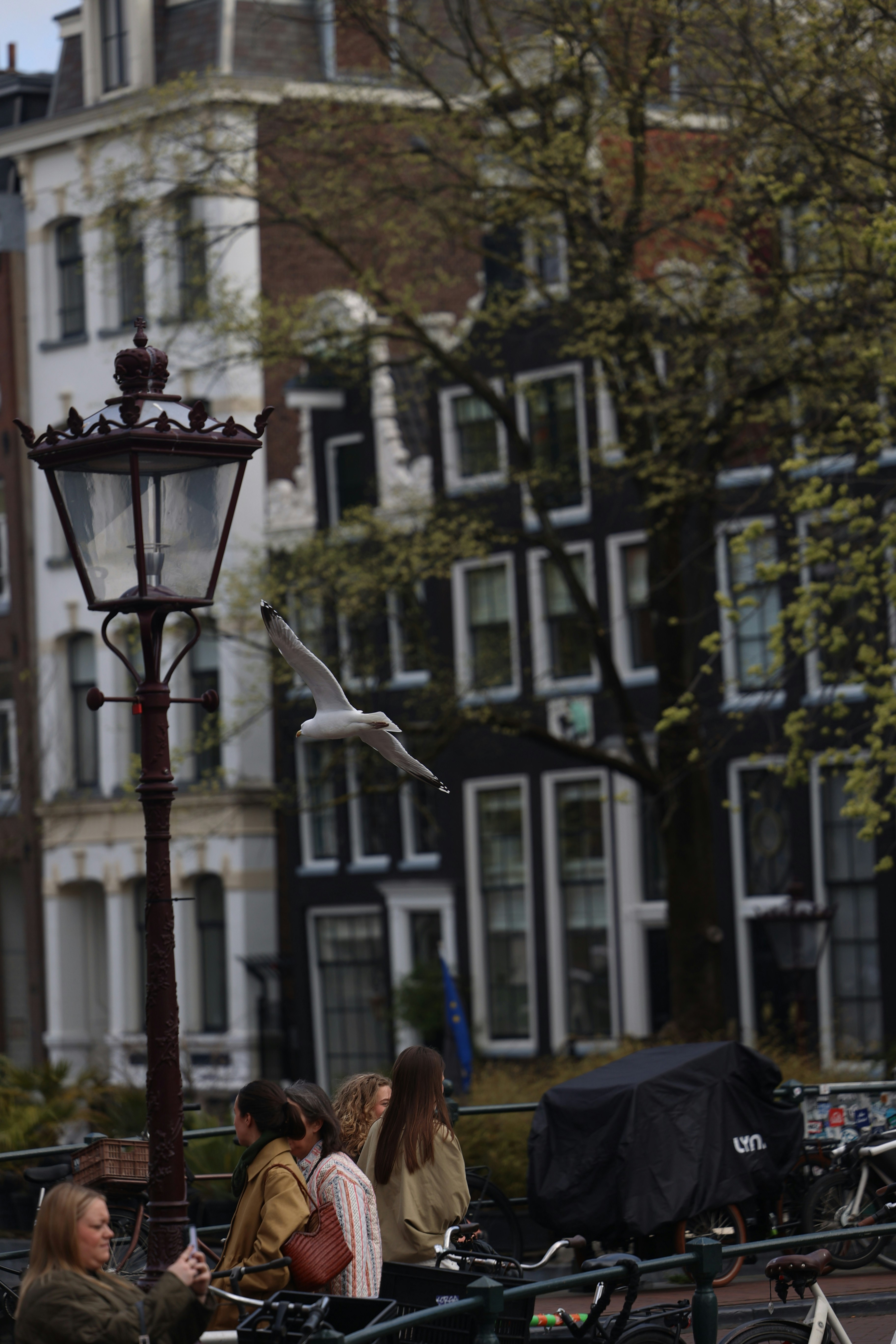 Girded by a Lantern: City Moment with a Seagull in Flight