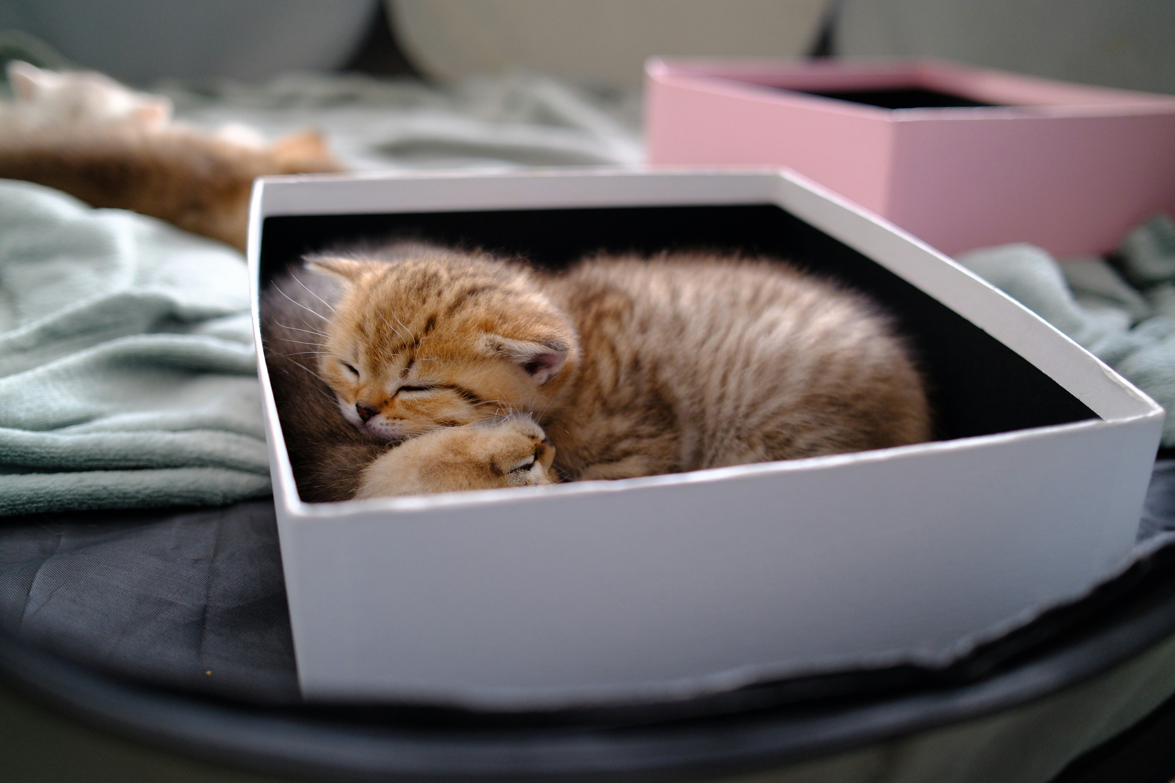 Cozy Kitten Napping in a White Box