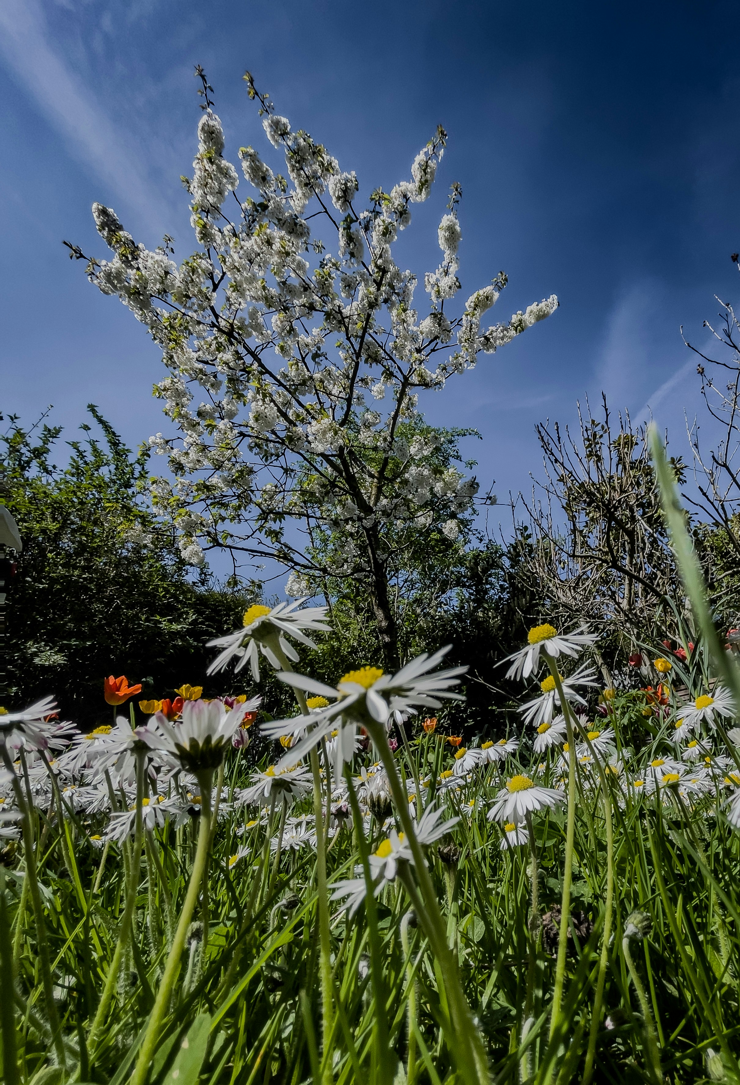 Blossoms Under a Blue Sky: Daisy Meadow at the Orchard Tree