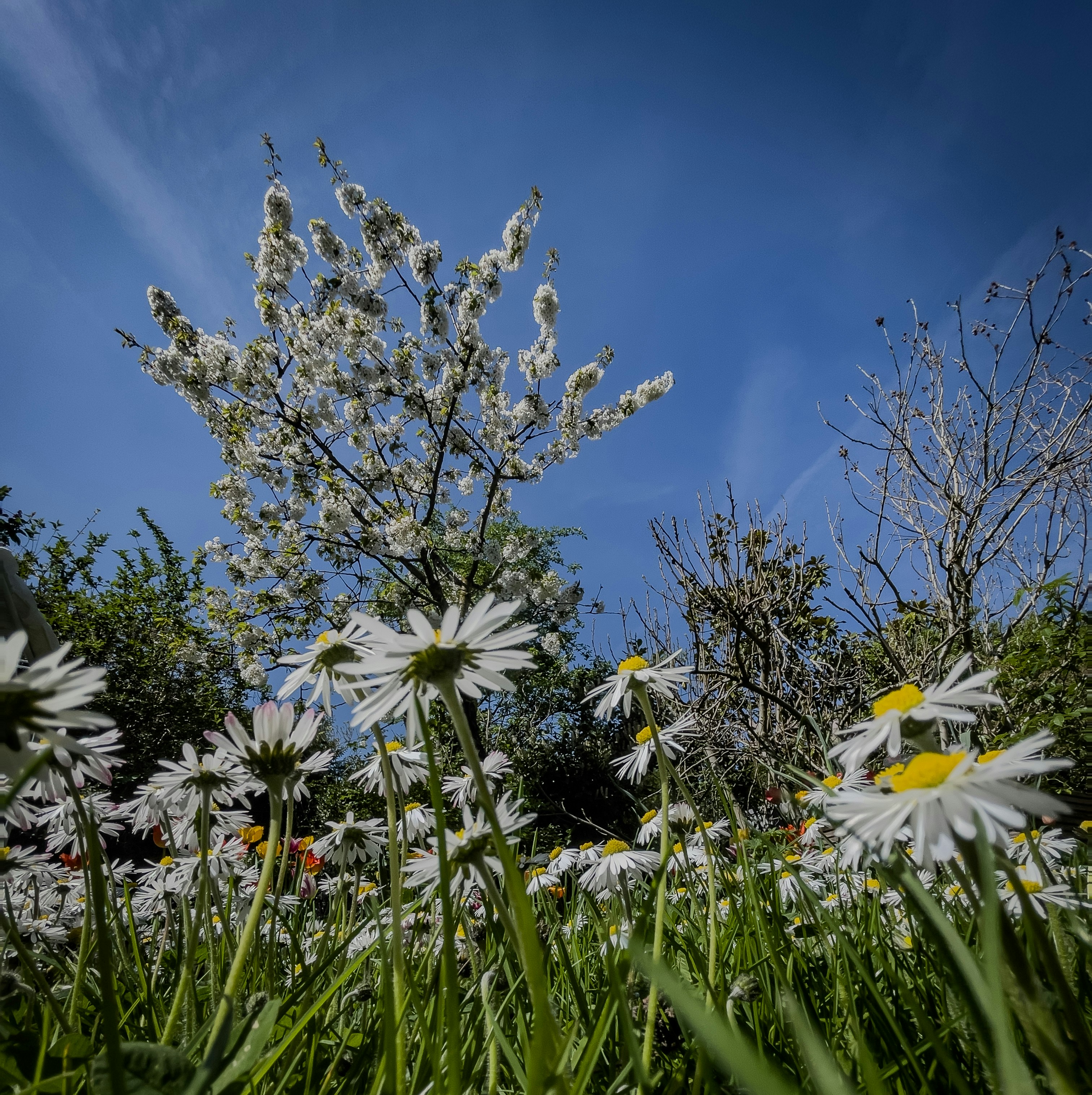 Daisy Field Under a Clear Blue Sky with Blossoming Trees