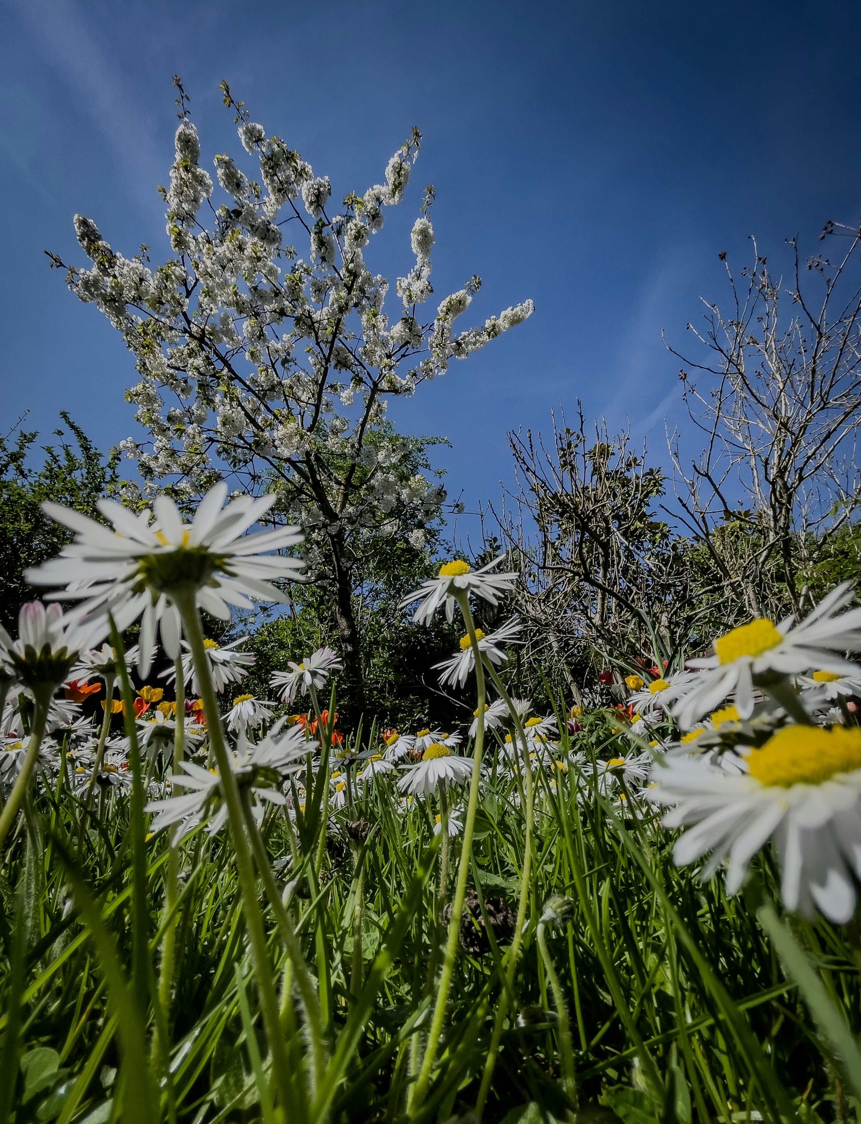 Sunny Daisies at the Edge of a Blossoming Garden