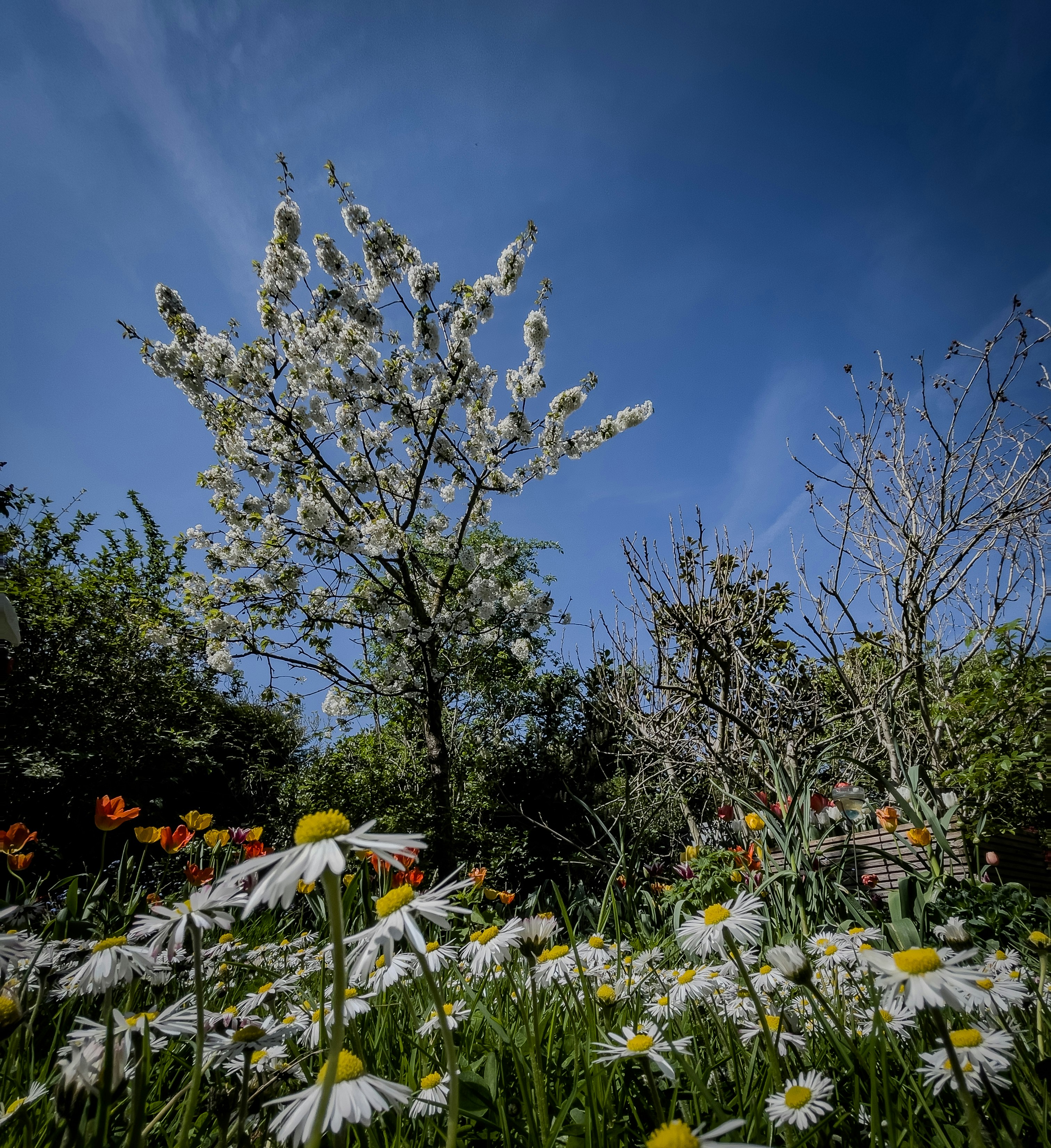 Blossoms at Dusk: A Blossoming Tree Crowned by White Petals Over a Sea of Daisies