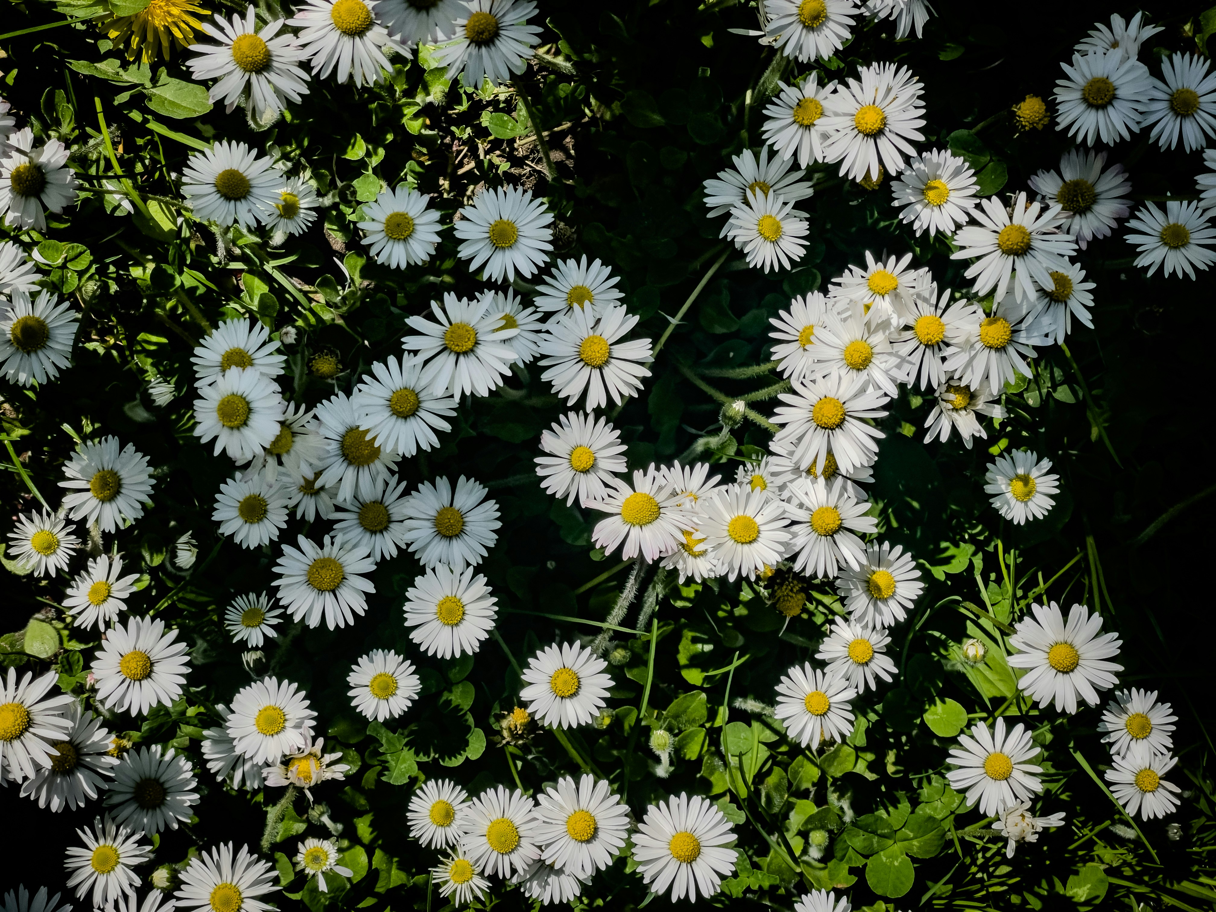 Sunlit Daisies: A Wild Carpet of White and Yellow