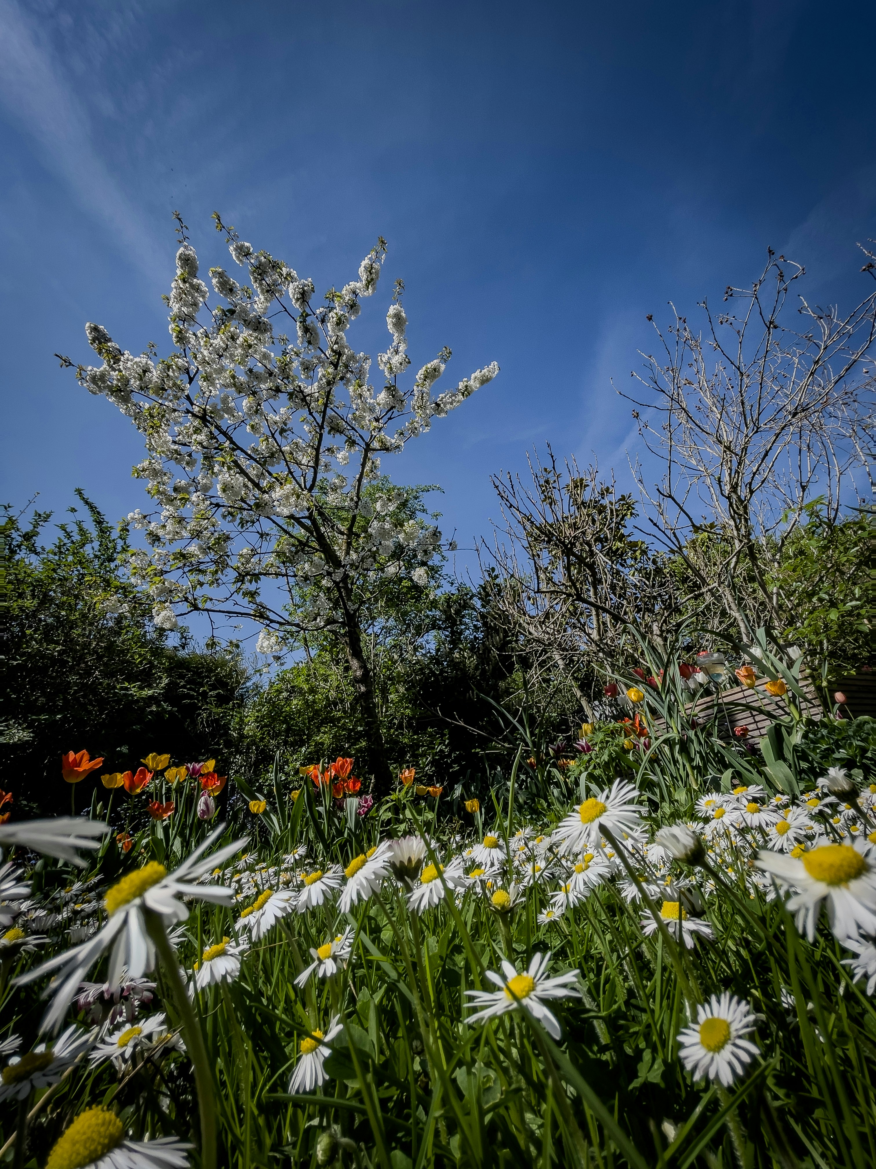 Spring Bloom Tapestry under a Clear Blue Sky