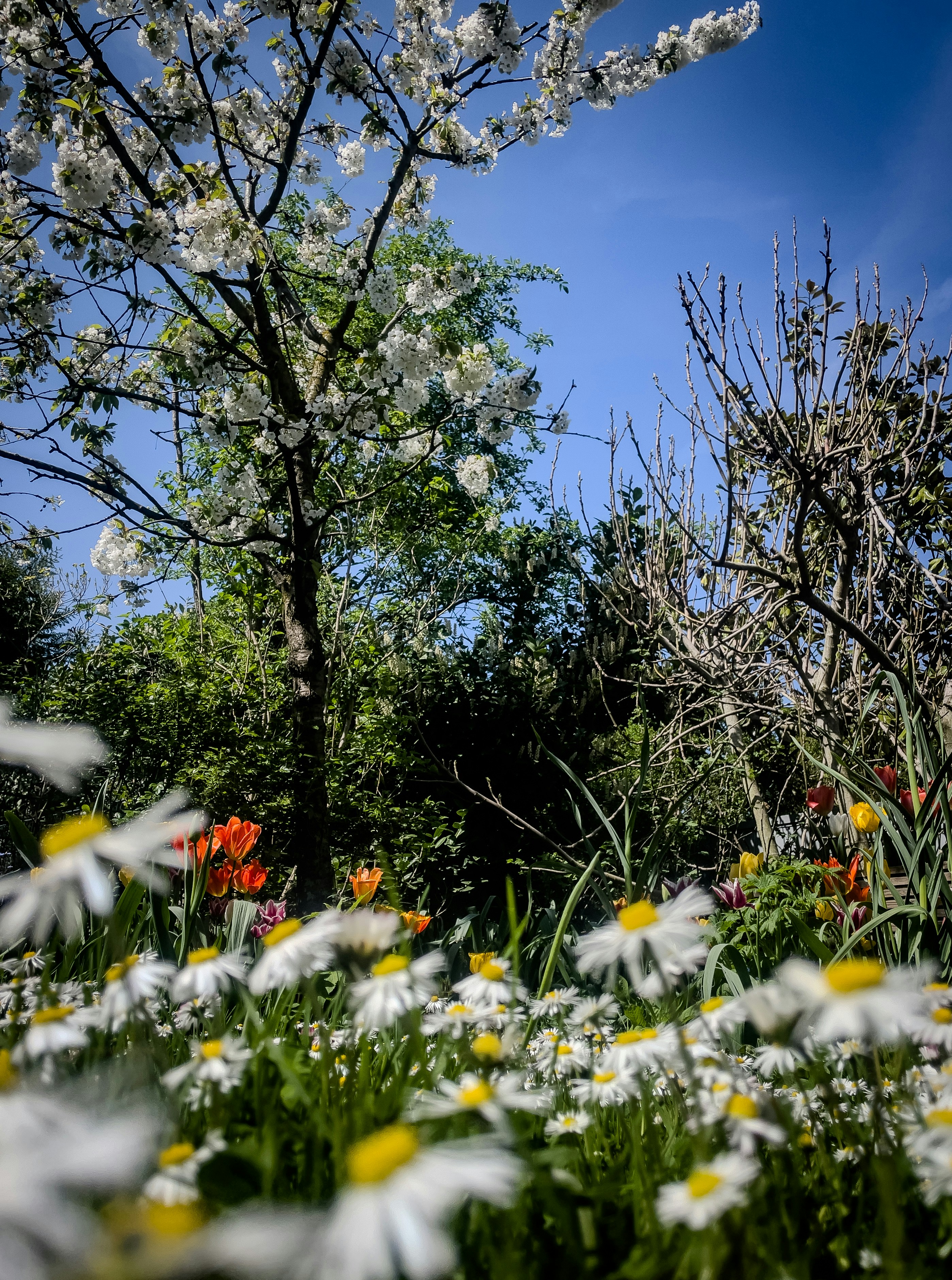 Spring Bloom Over a Sunlit Garden