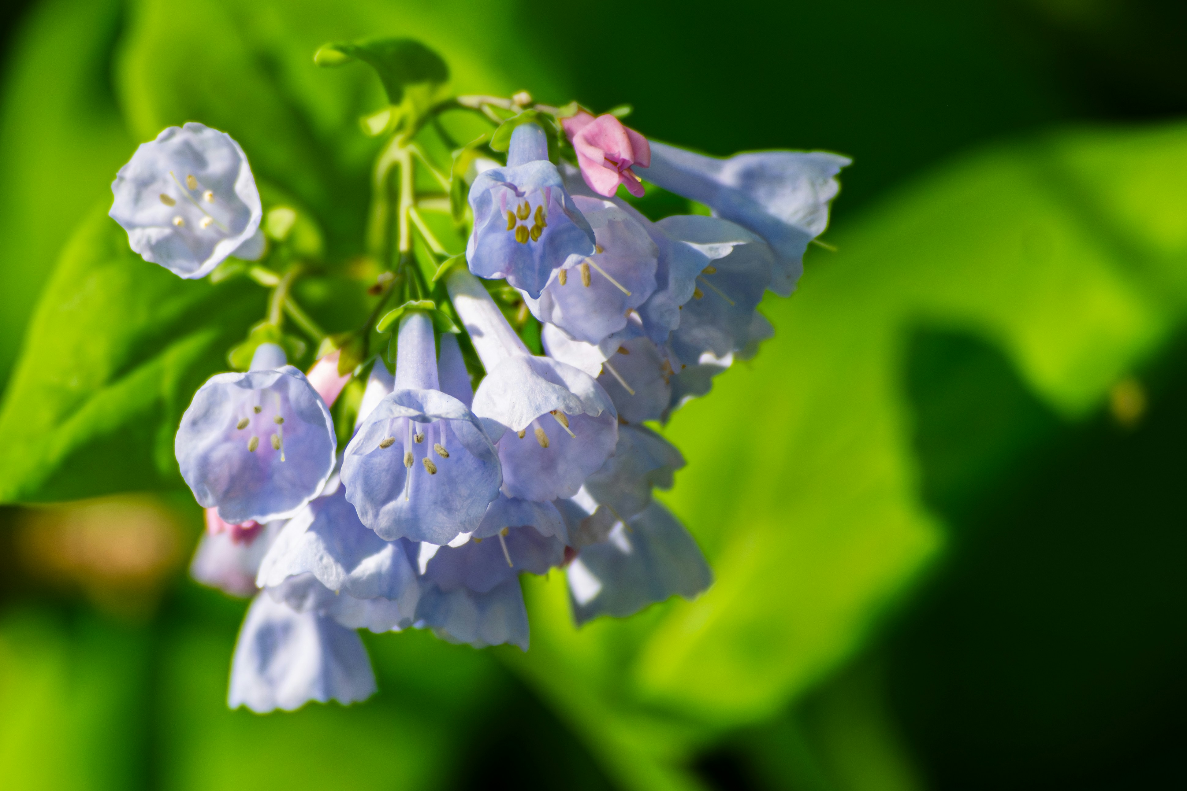 Lilac bells in soft morning light