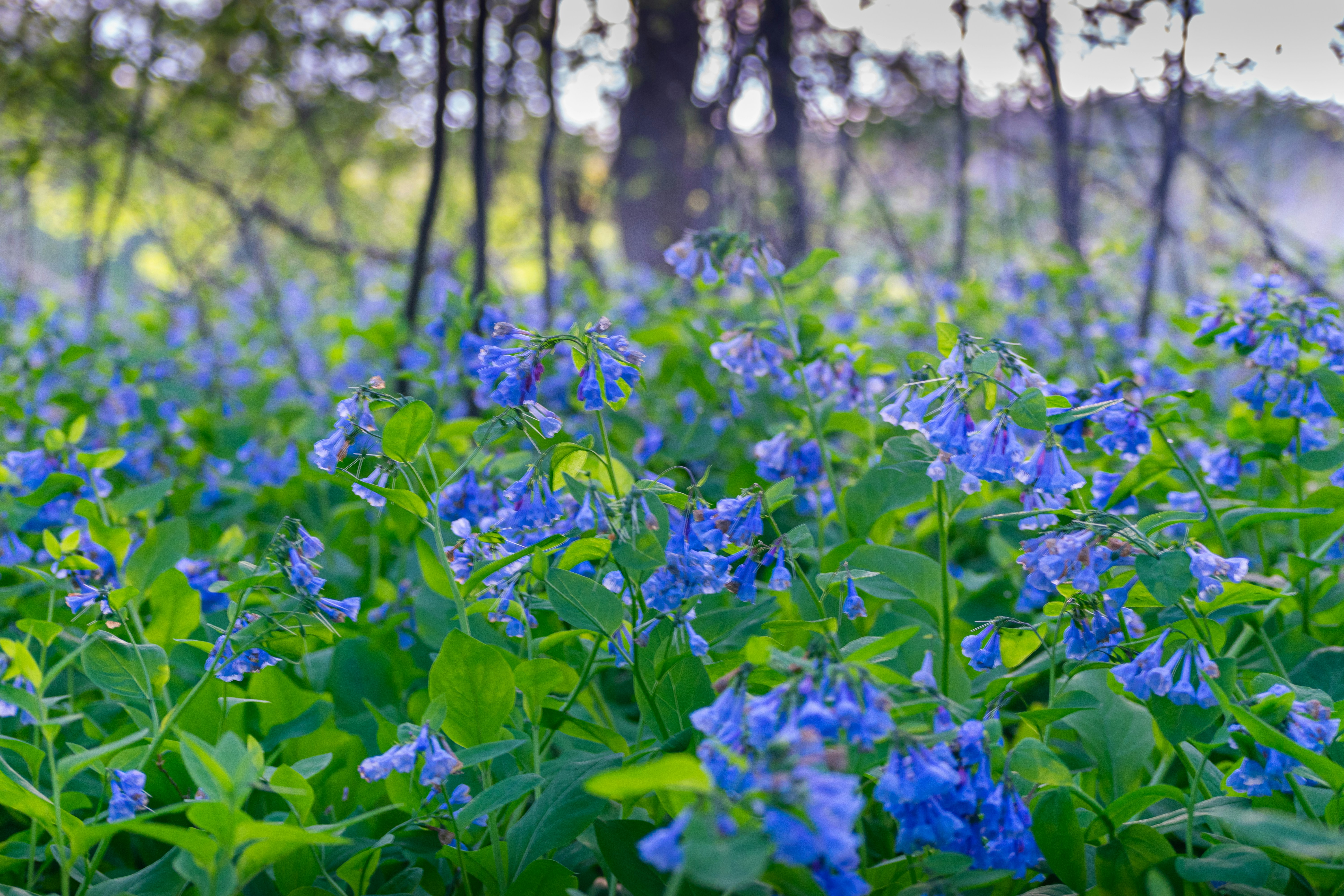 Bluebell Drift: A Sea of Indigo in Morning Light